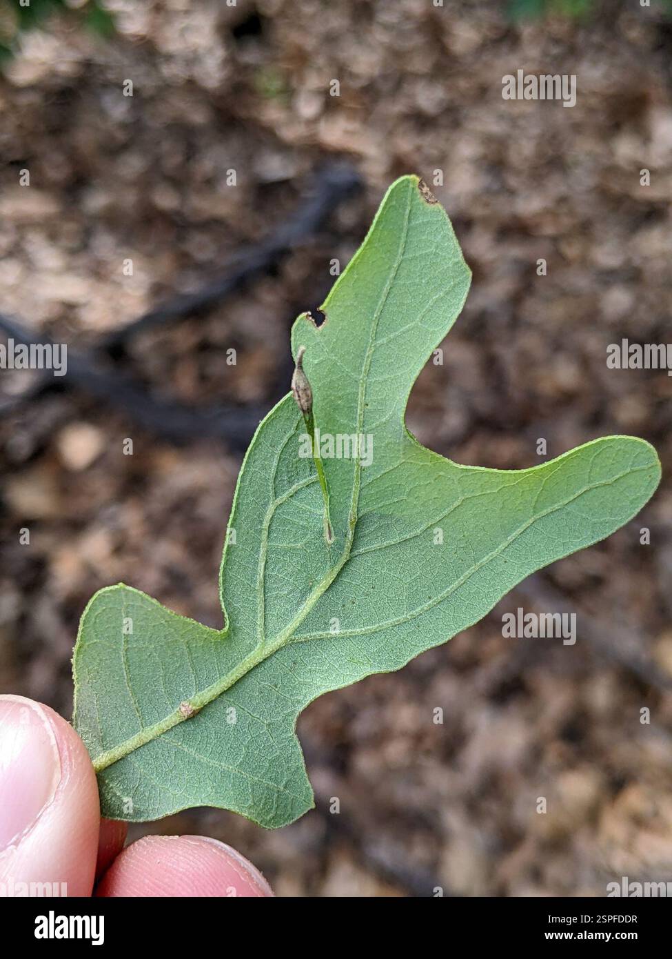 Small Oak Spindle Gall Wasp (Andricus chinquapin), Insecta, Southwest ...