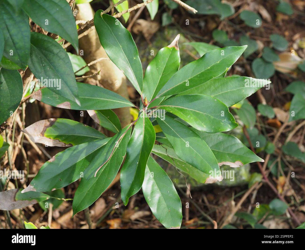 Red Machilus (Machilus thunbergii), Plantae, 台灣新北市 Stock Photo - Alamy