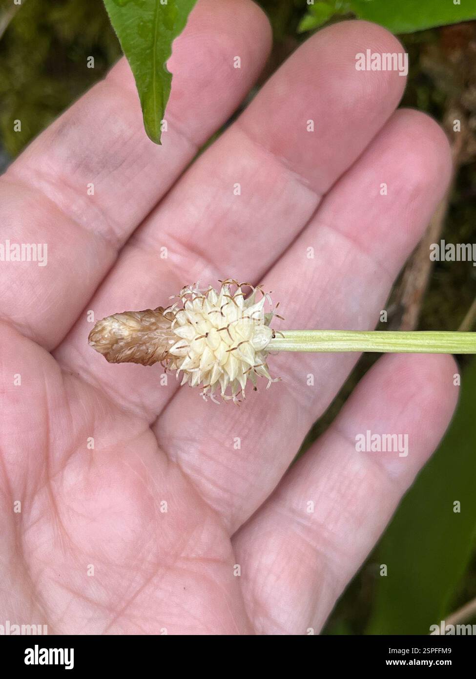 Fraser's Sedge (Carex fraseriana), Plantae, North Carolina, US Stock ...