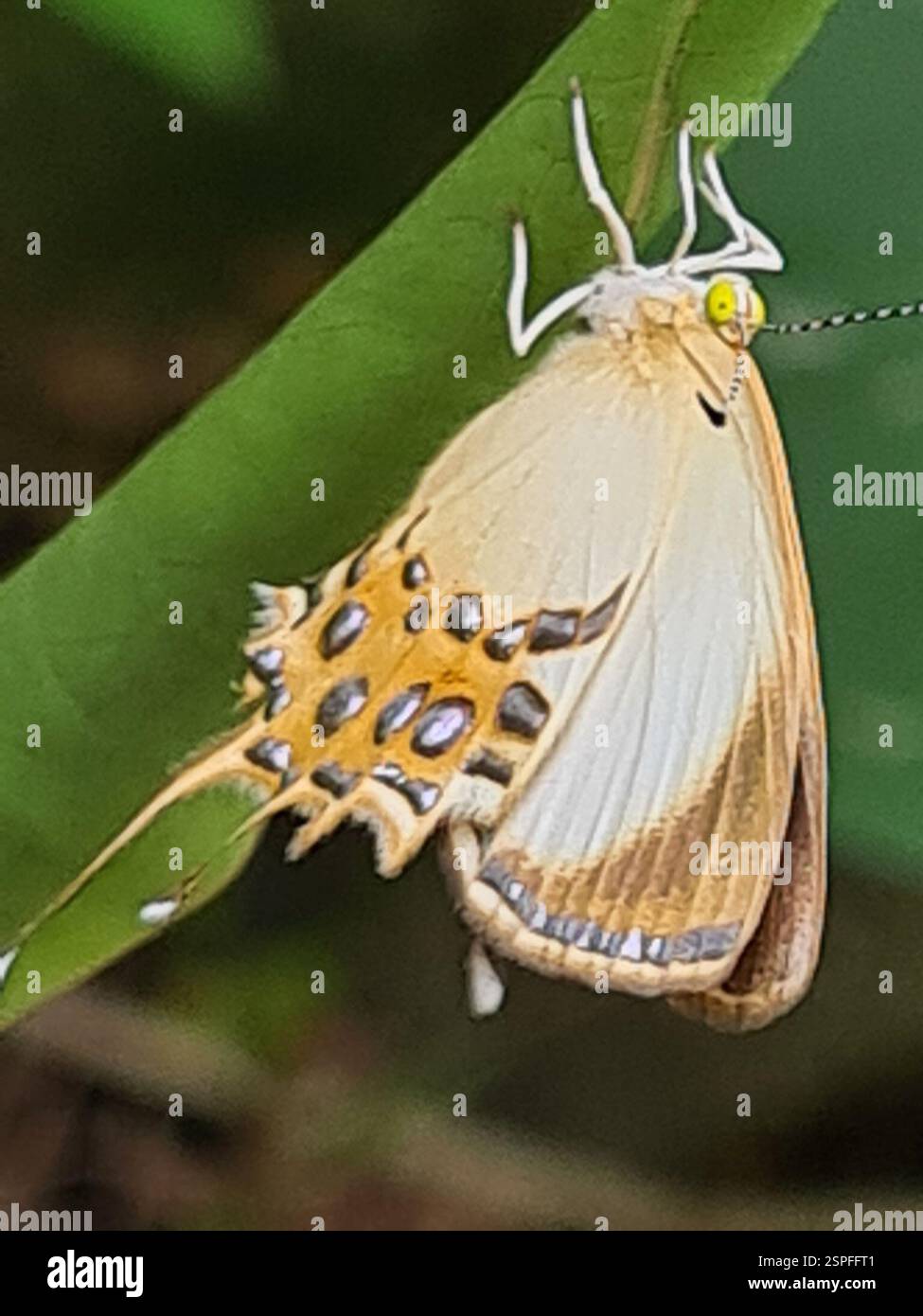Spangled Cupid (Helicopis cupido), Insecta, Meerzorg, Suriname Stock ...