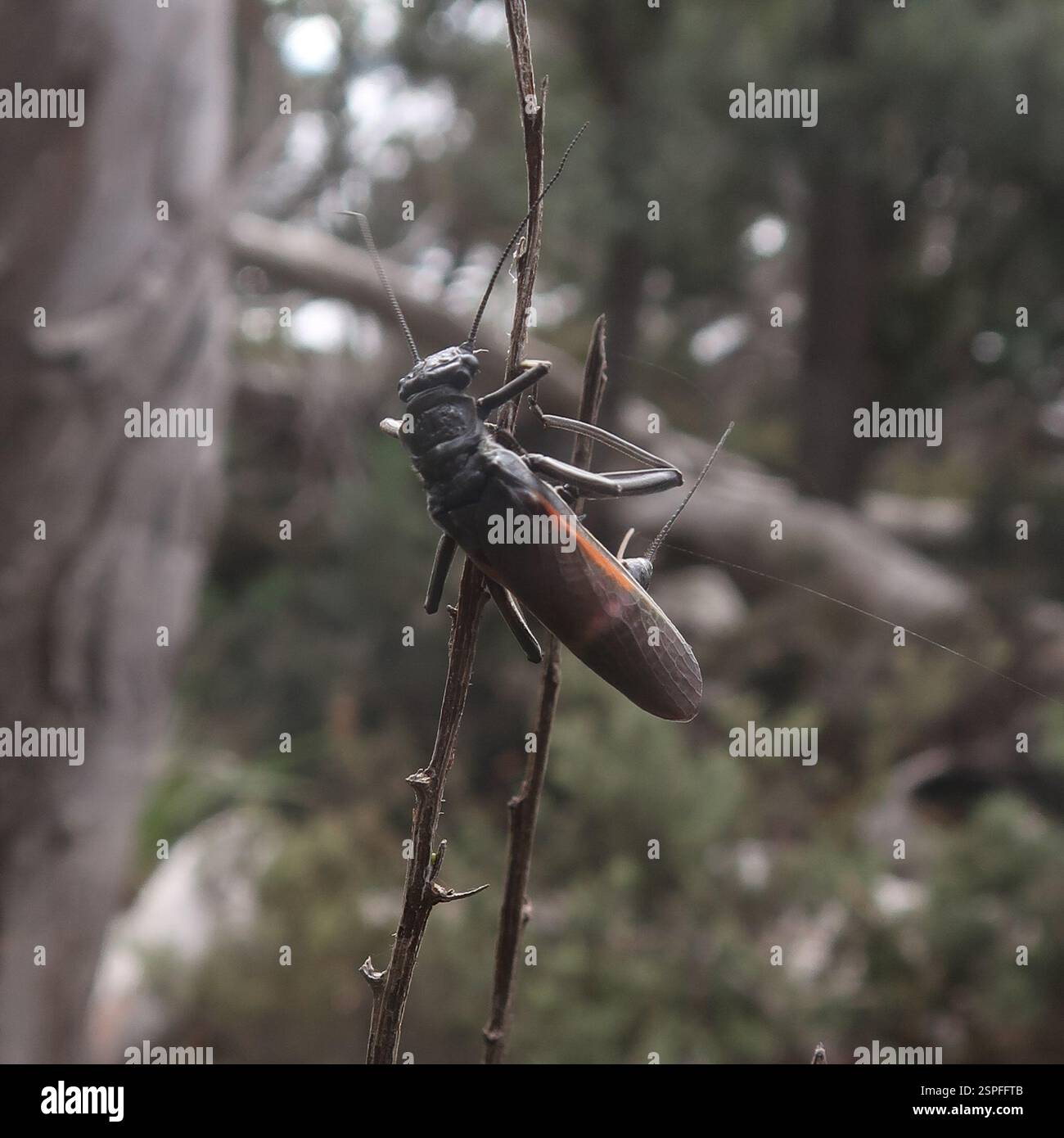 (Eusthenia lacustris), Insecta, Lake Sorell, Interlaken, Tasmania ...