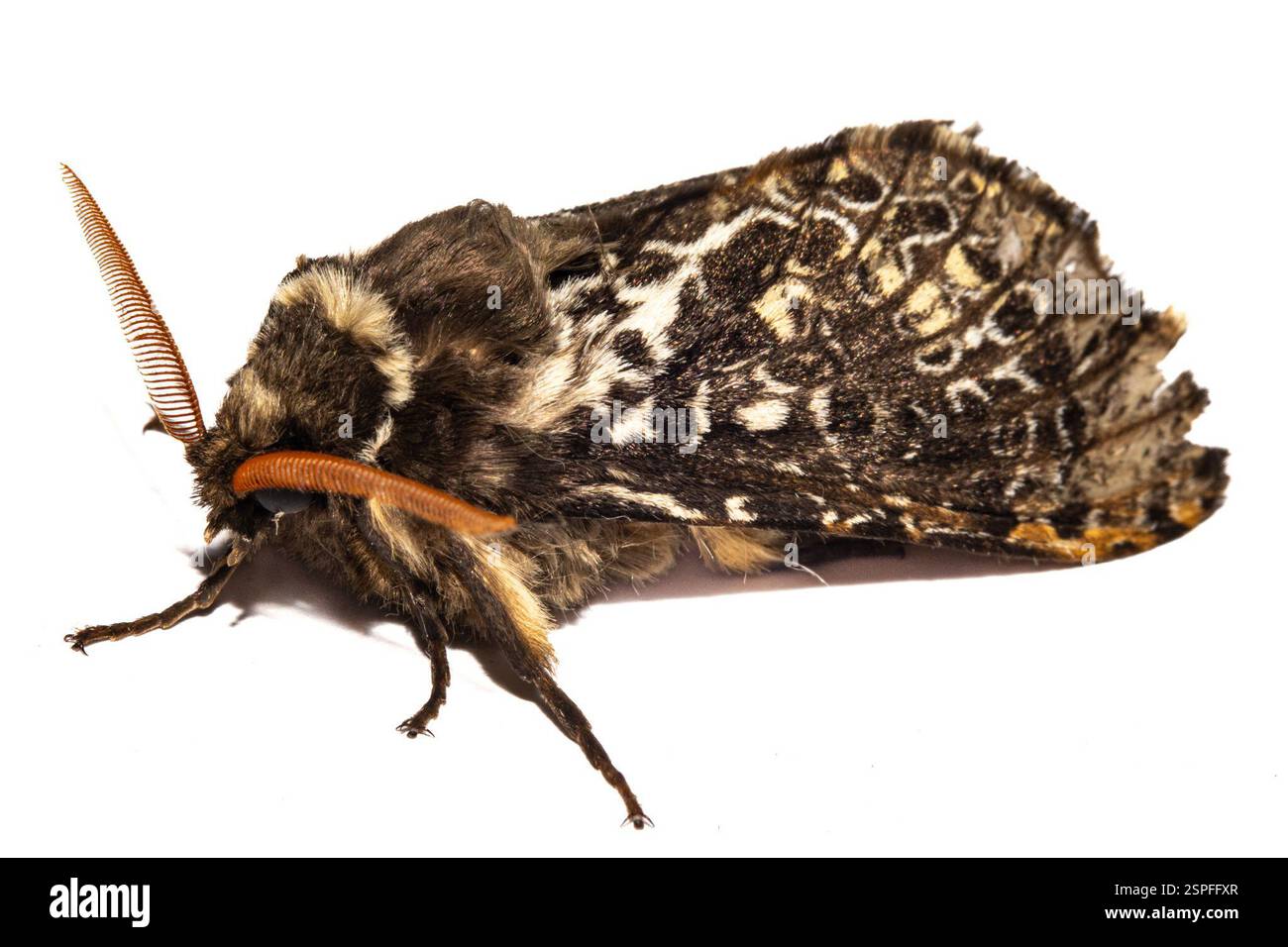 (Aoraia aurimaculata), Insecta, Queenstown-Lakes District, Otago, New ...