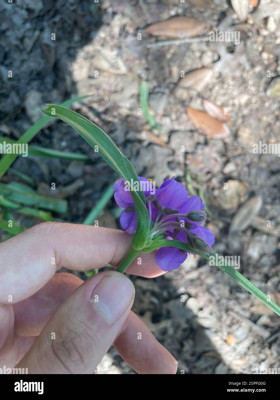 giant spiderwort (Tradescantia gigantea), Plantae, Lady Bird Lake ...