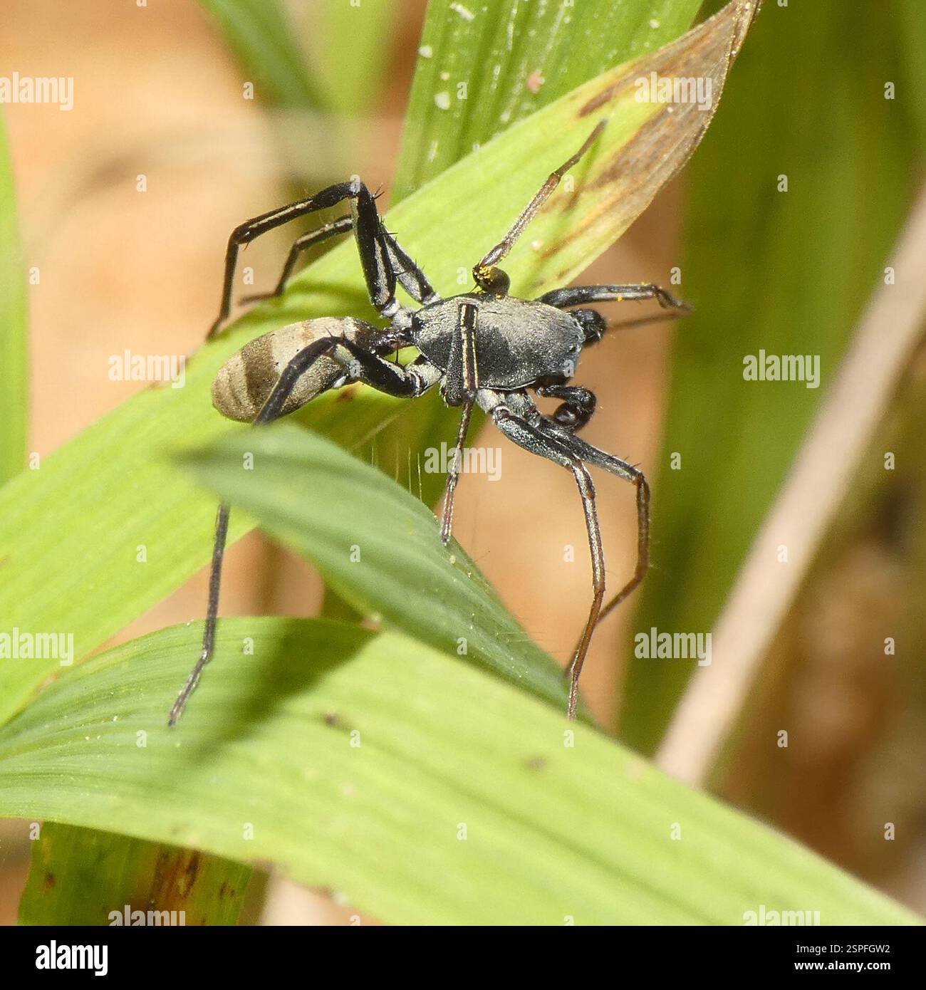 Ground and Ant-mimic Sac Spiders (Corinnidae), Arachnida, Hatfield ...