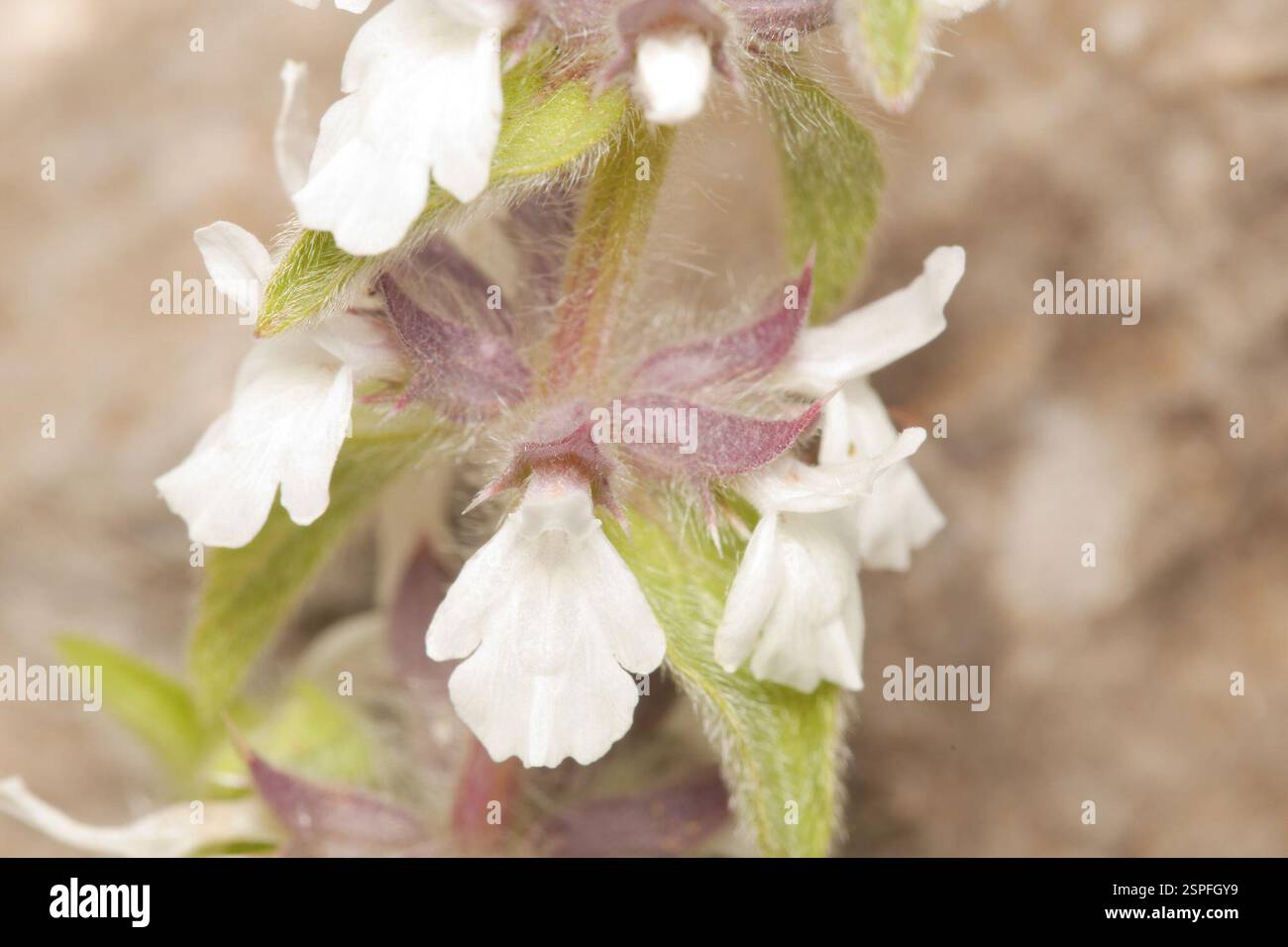 Common Ironwort (Sideritis romana), Plantae, Trapani, Italien Stock ...