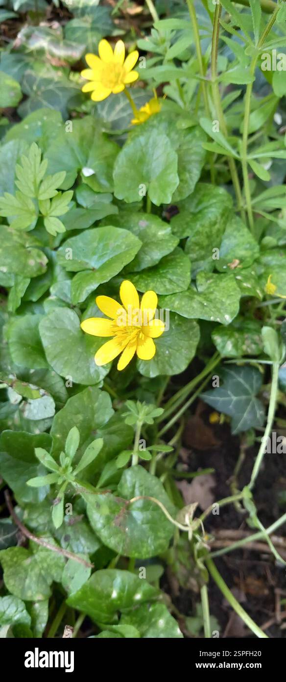 lesser celandine (Ficaria verna), Plantae, Victoria Farm, York YO30 5GB ...