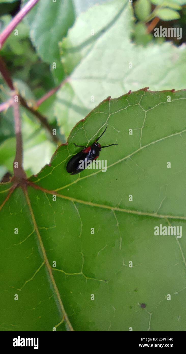 Paphnutius hi-res stock photography and images - Alamy