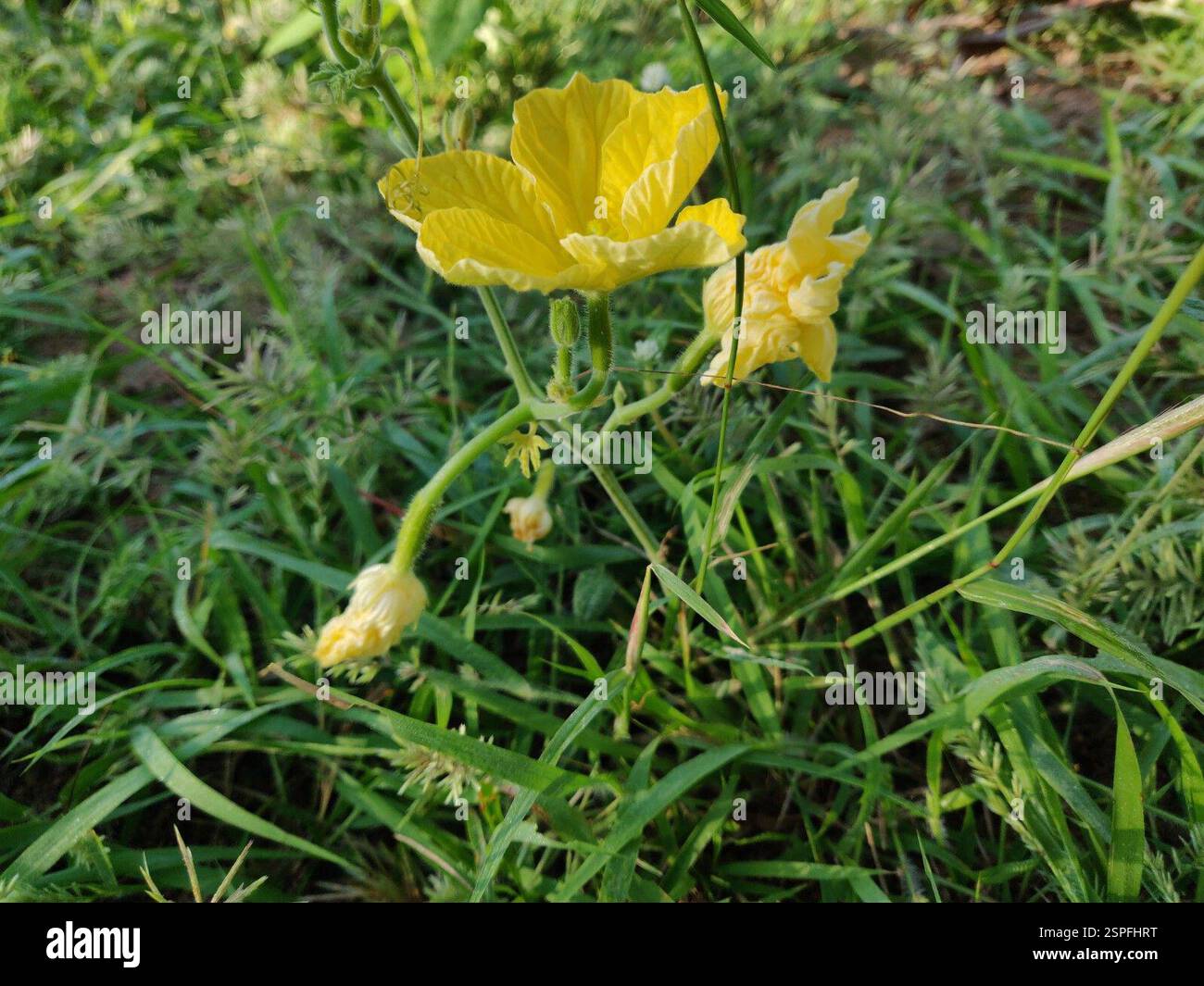 (Eureiandra fasciculata), Plantae, Chuo cha Ualimu Vikonje, Tanzania ...