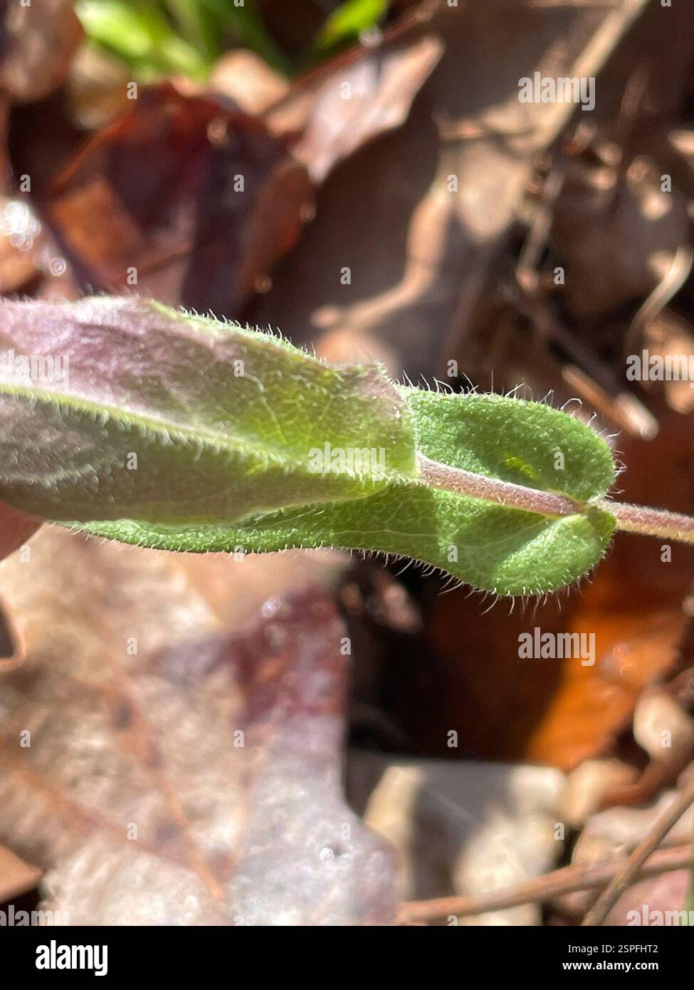 late purple aster (Symphyotrichum patens), Plantae, Ridge Path Rd ...