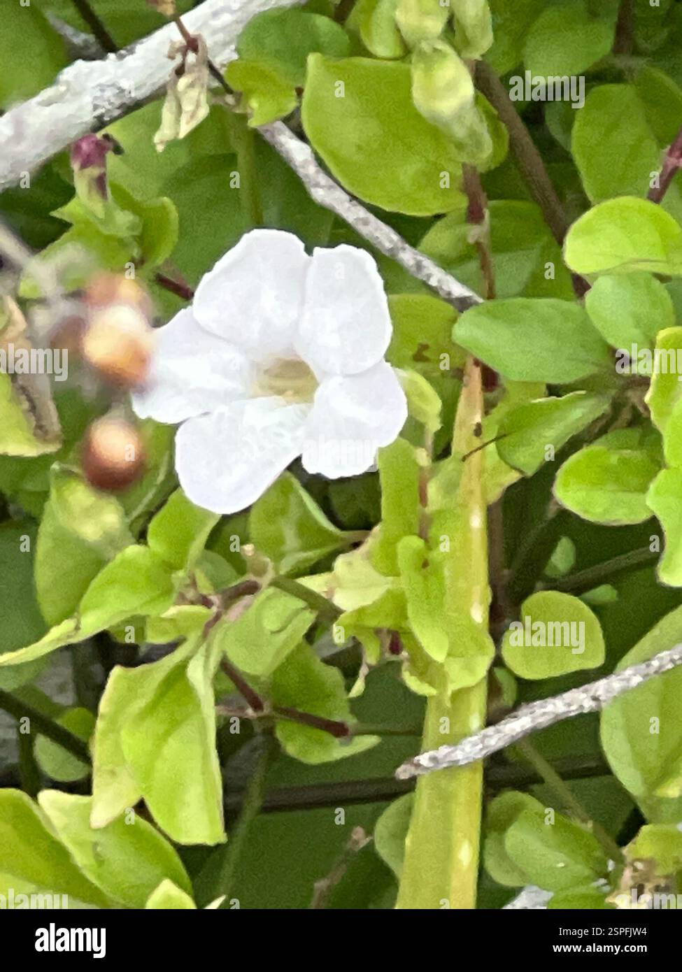Asian Coromandel (Asystasia gangetica), Plantae, Ka Iwi Scenic ...
