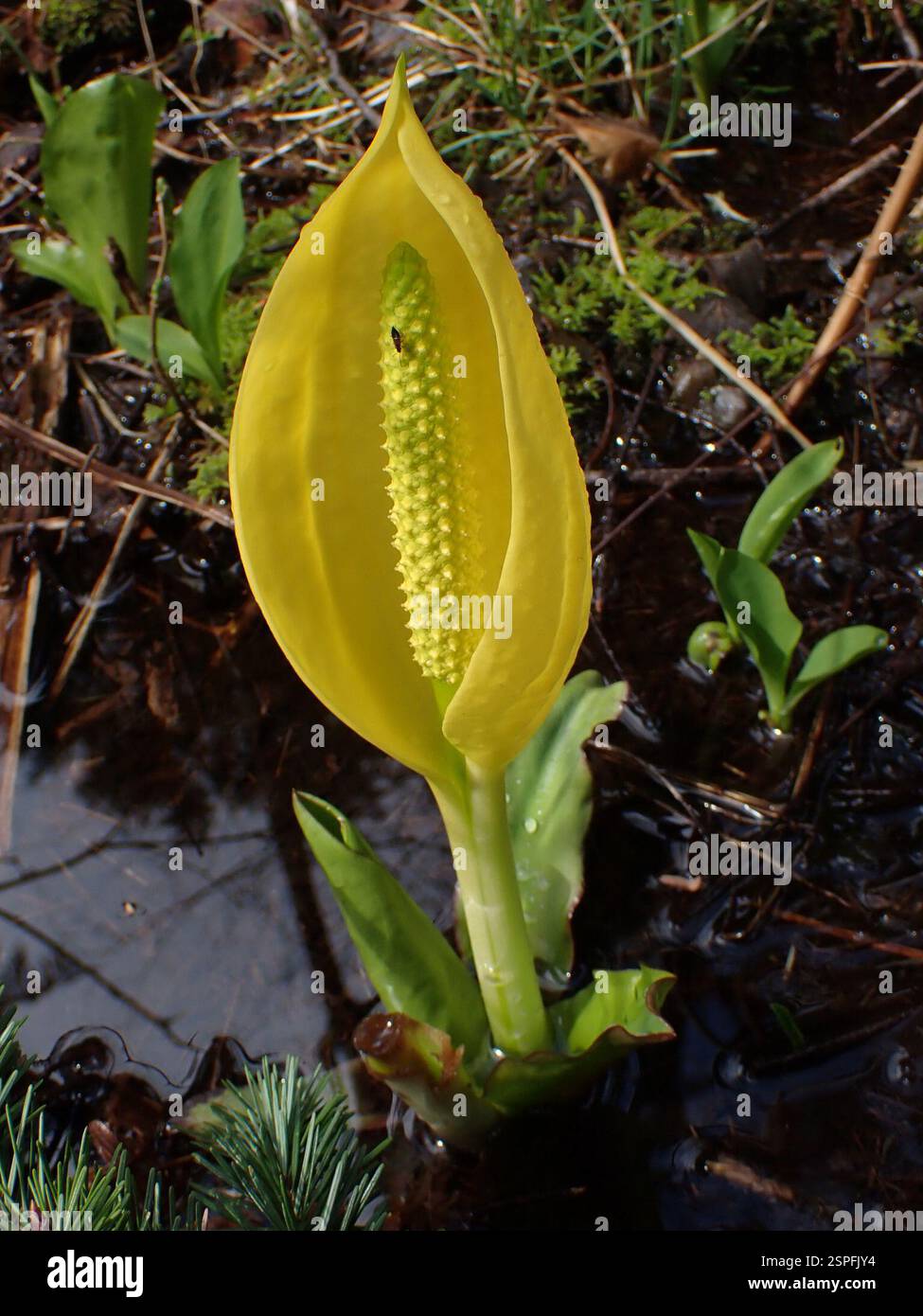 western skunk cabbage (Lysichiton americanus), Plantae, Comox Valley ...