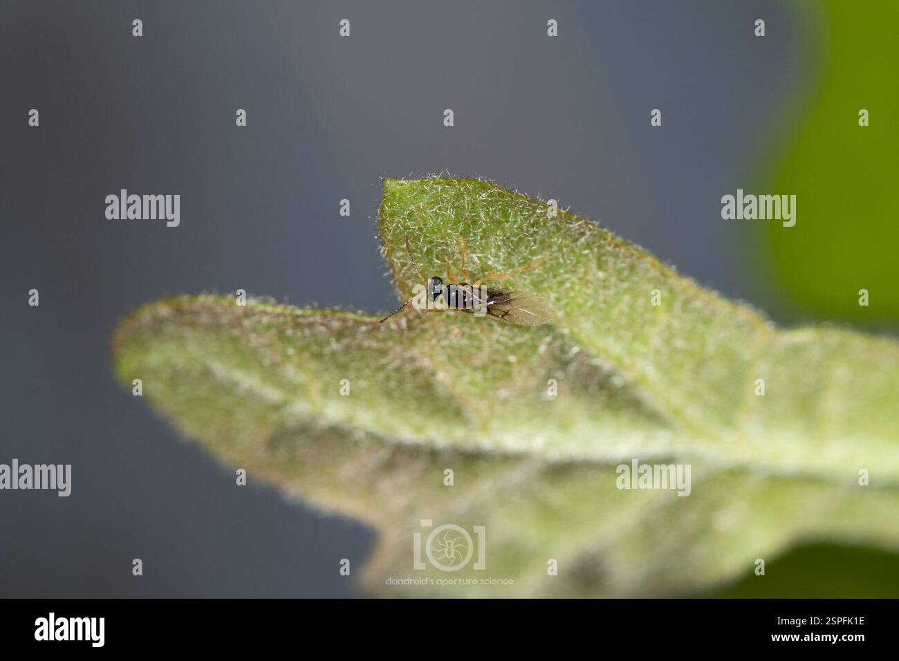 Gall Wasps (Cynipidae), Insecta, Jennings State Forest, The slightly ...