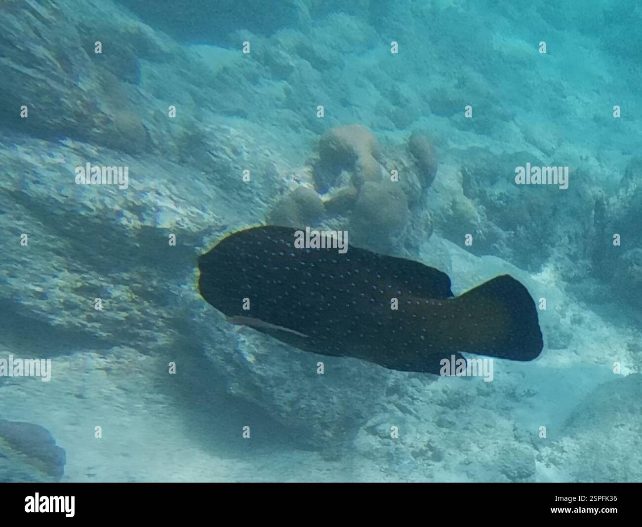 Peacock Grouper (Cephalopholis argus), Actinopterygii, Kaafu Atoll ...