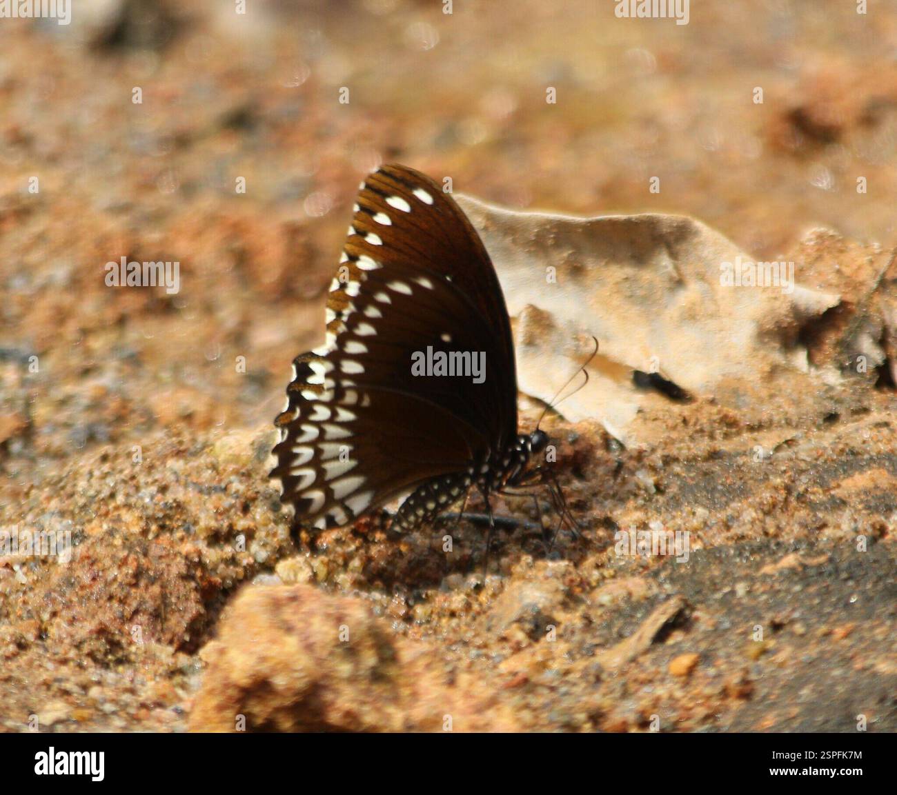 Malabar Raven Butterfly (Papilio dravidarum), Insecta, Shirlalu ...