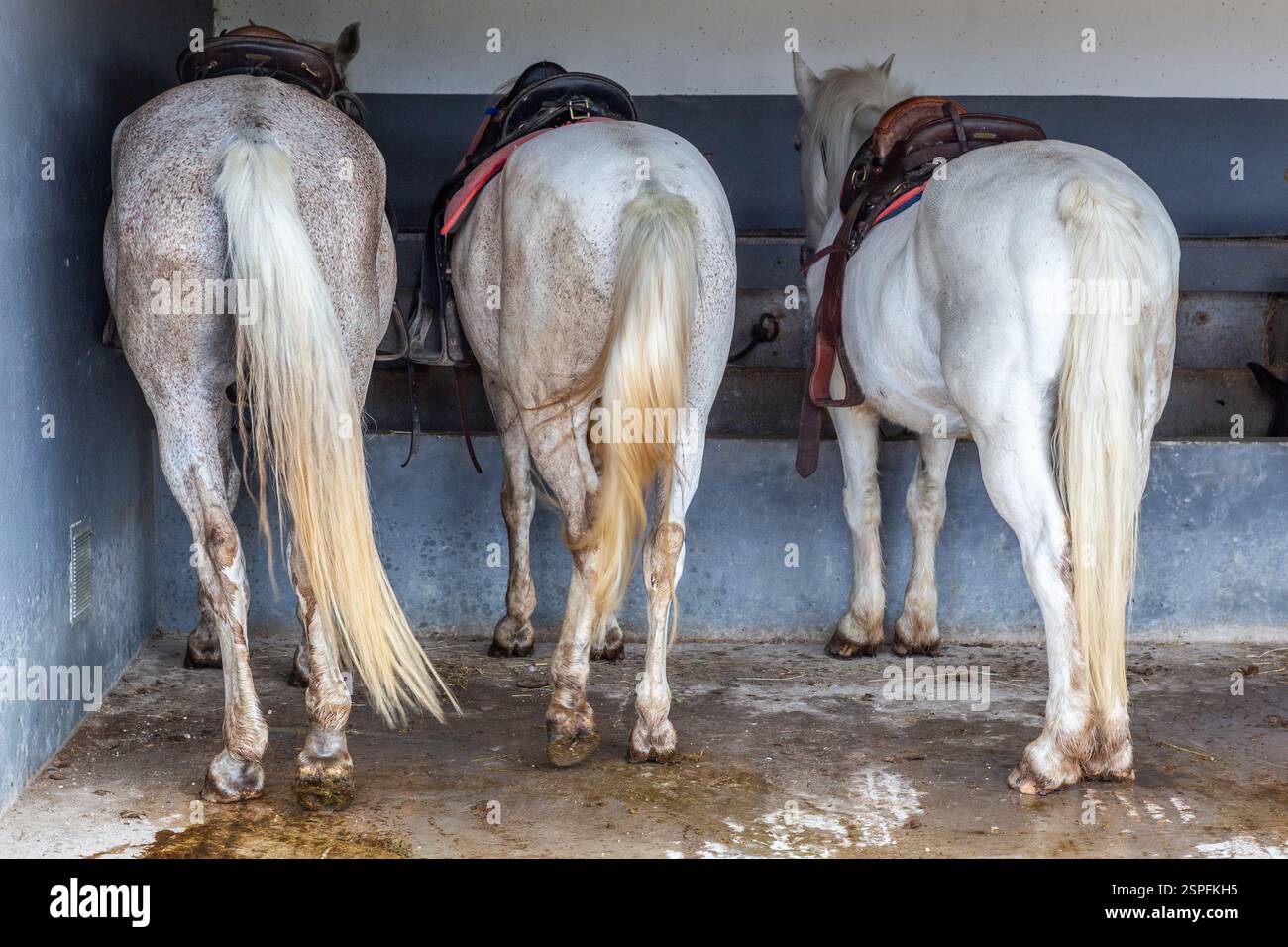 Stable showing hi-res stock photography and images - Alamy