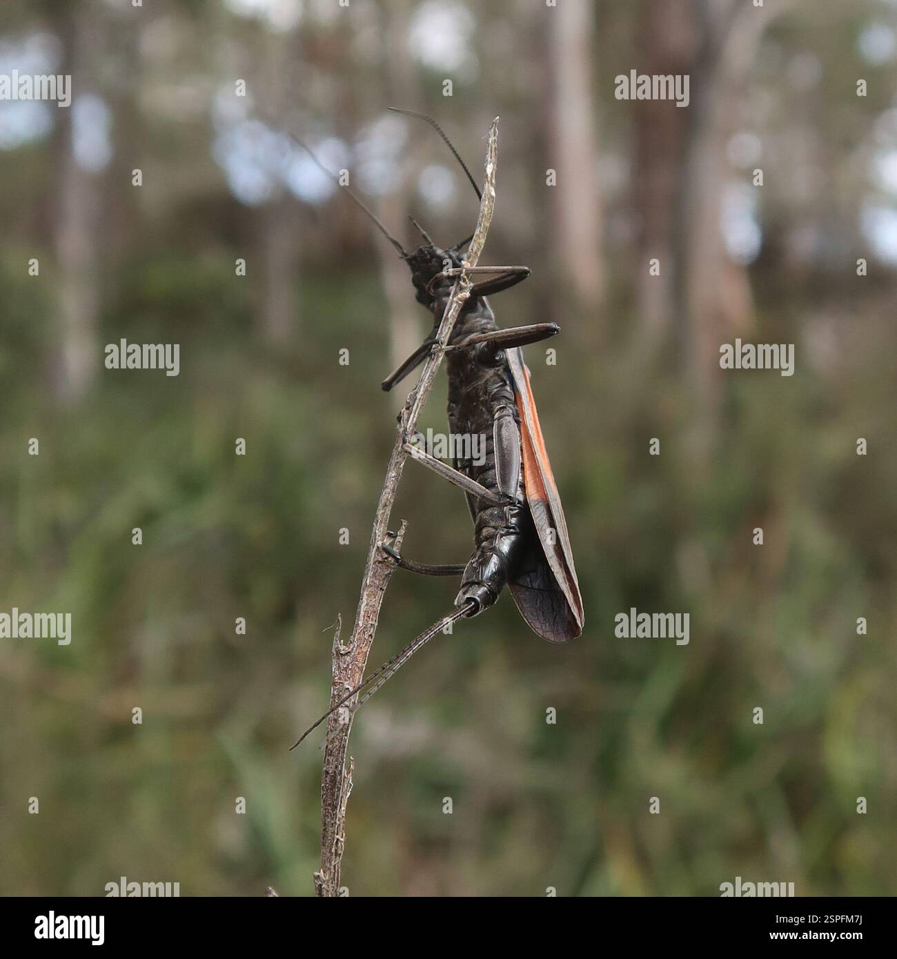 (Eusthenia lacustris), Insecta, Lake Sorell, Interlaken, Tasmania ...