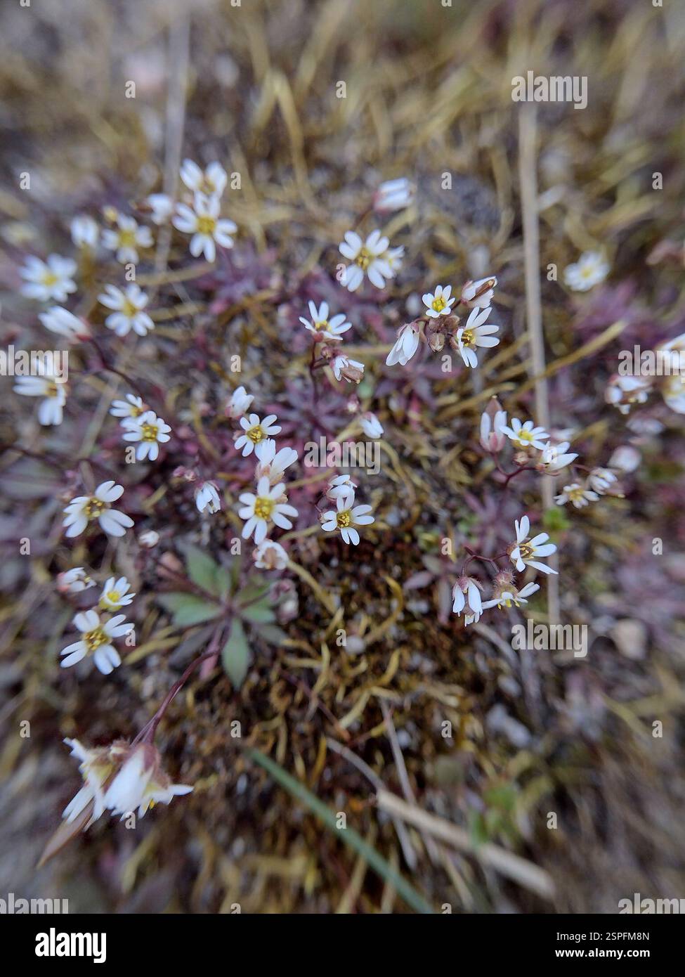 Common Whitlowgrass (Draba verna), Plantae, Powiat kartuski, Polska ...