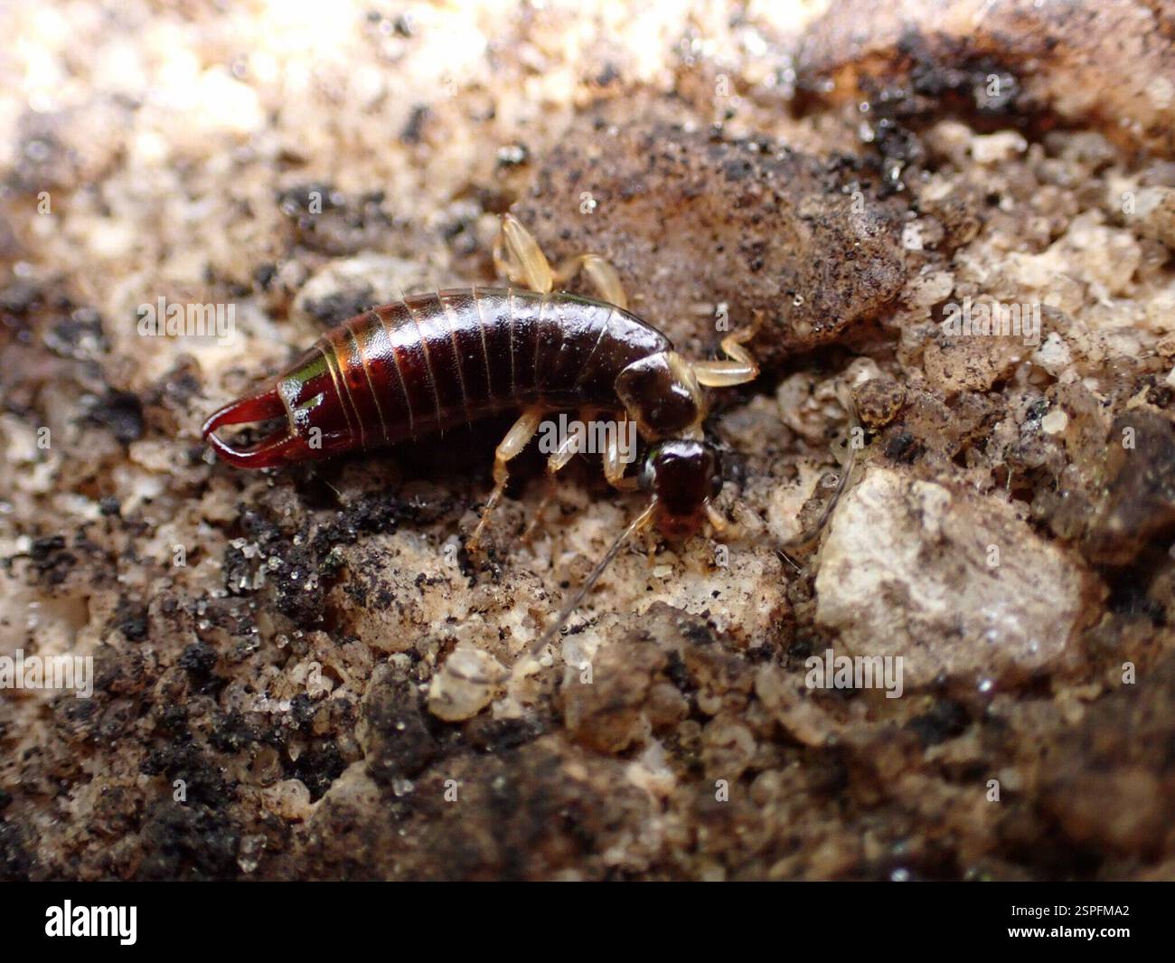 Ring-legged Earwig (Euborellia annulipes), Insecta, North Carolina, US ...