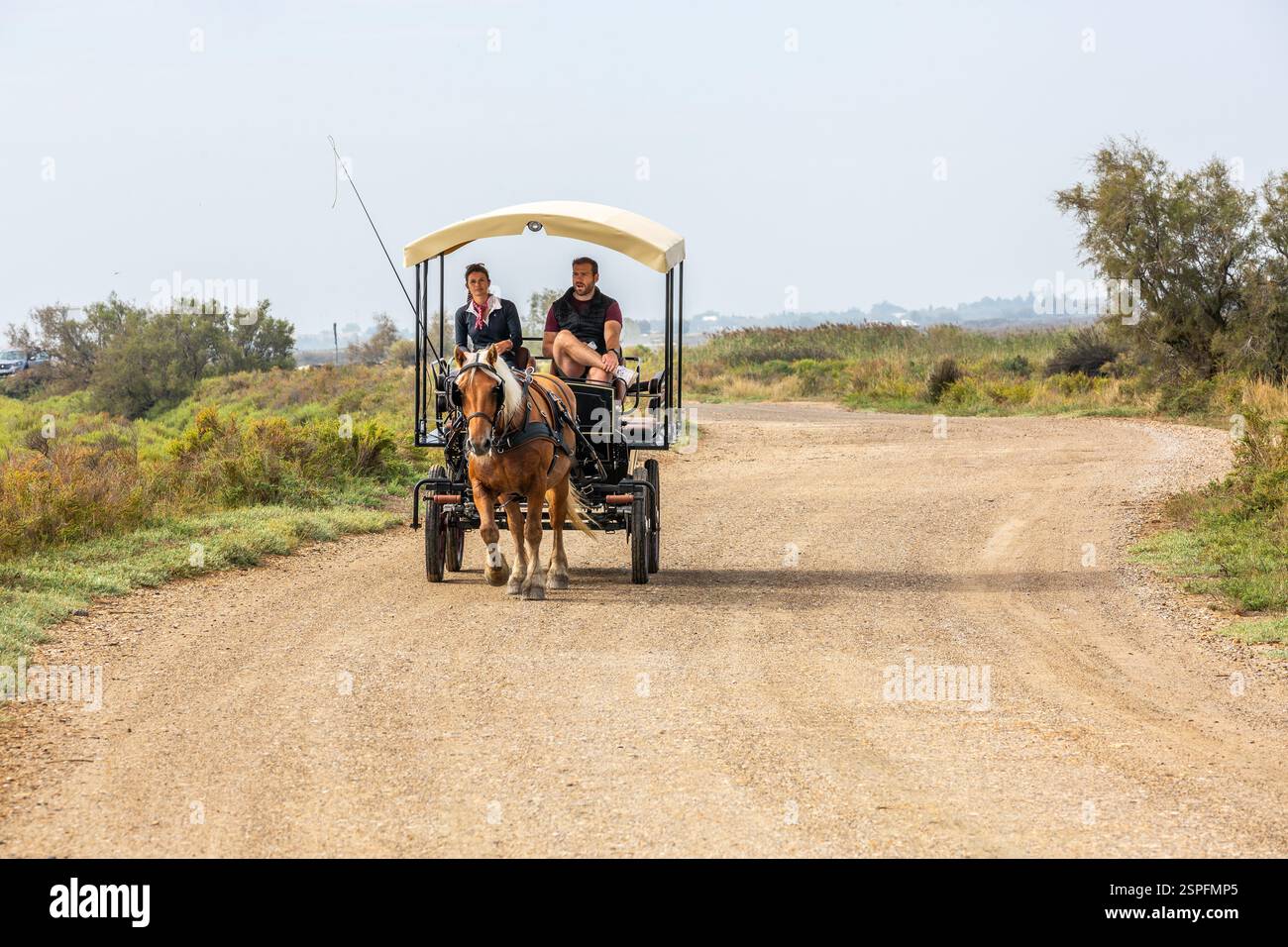 Horse-drawn carriage on a track in the Camargue plain Stock Photo - Alamy