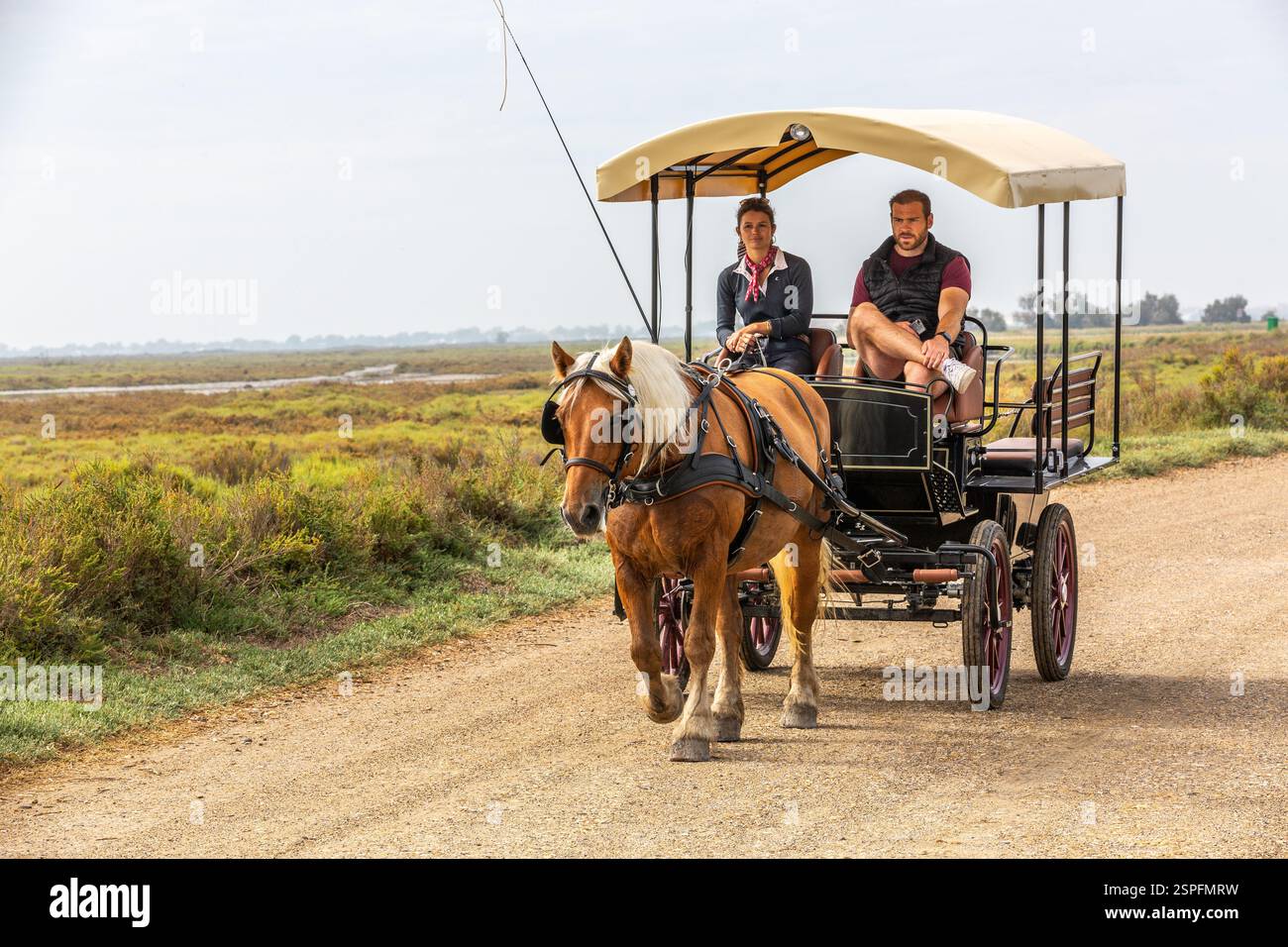 Horse-drawn carriage on a track in the Camargue plain Stock Photo - Alamy