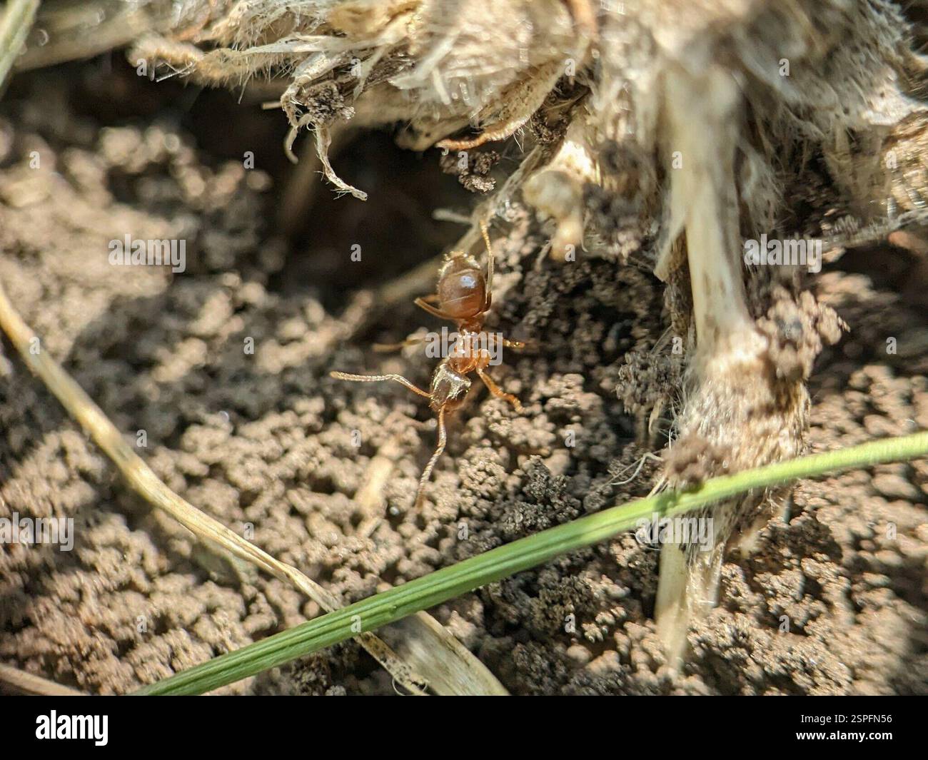Turfgrass Ant (Lasius neoniger), Insecta, South Central Omaha, Omaha ...