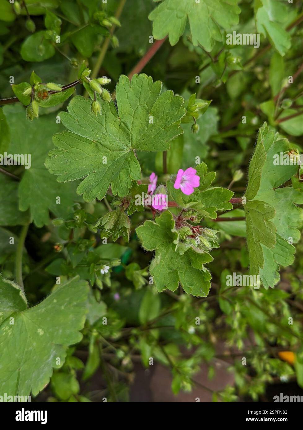 Round-leaved Crane's-bill (Geranium rotundifolium), Plantae, London, UK ...