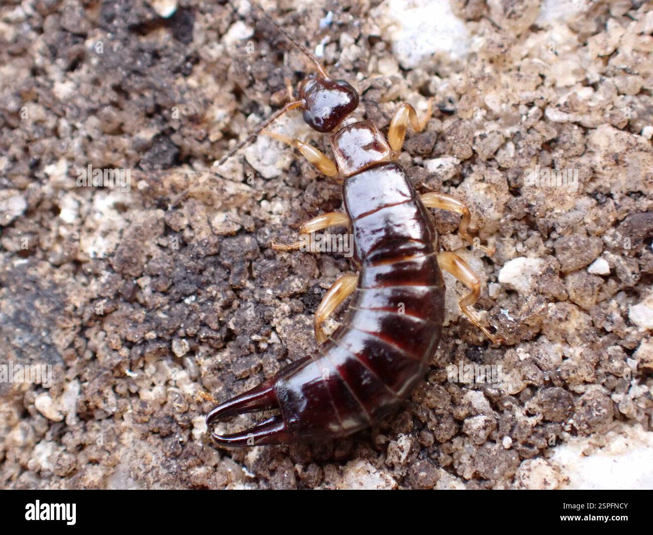 Ring-legged Earwig (Euborellia annulipes), Insecta, North Carolina, US ...