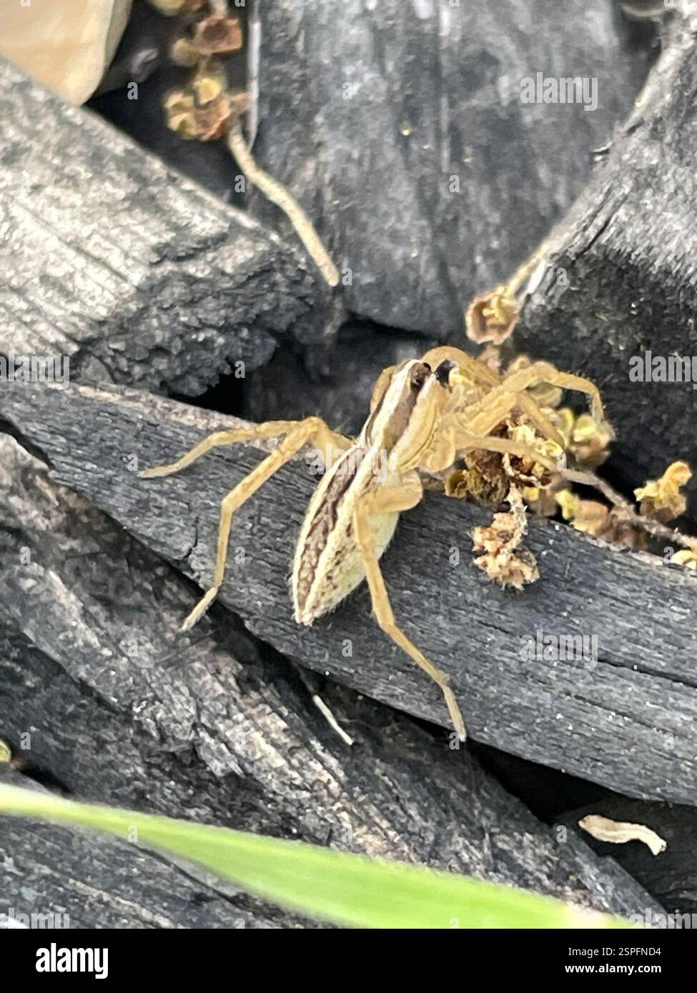 Rabid Wolf Spider (Rabidosa rabida), Arachnida, Texas, US Stock Photo ...