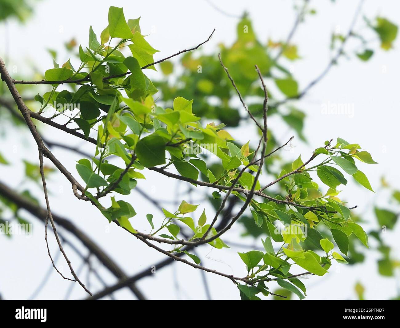 Chinese Tallow (Triadica sebifera), Plantae, 台灣台北 Stock Photo - Alamy