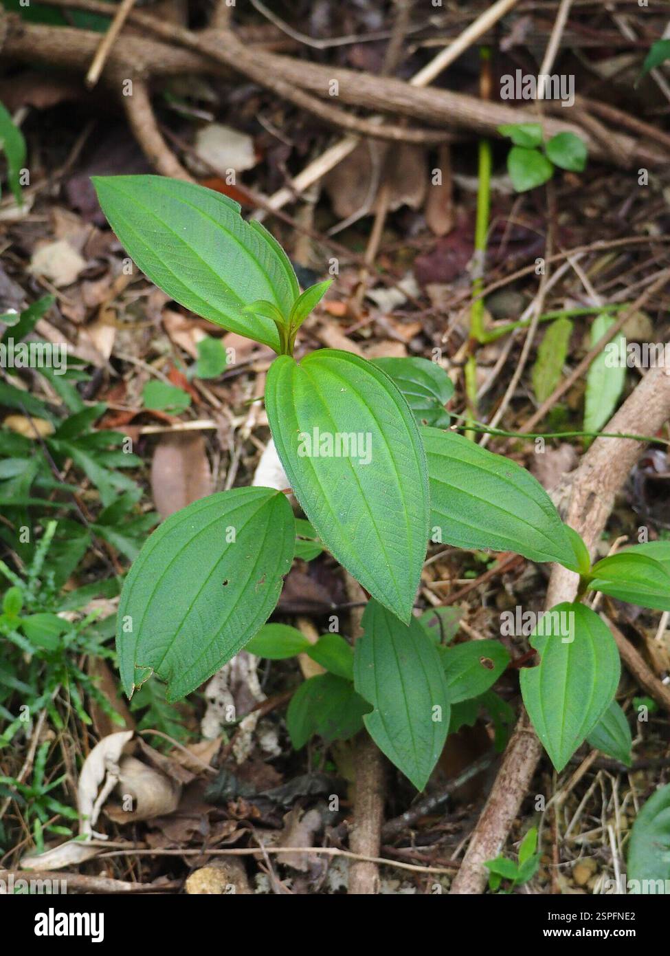 Common Melastoma (Melastoma candidum), Plantae, 台灣台北 Stock Photo - Alamy