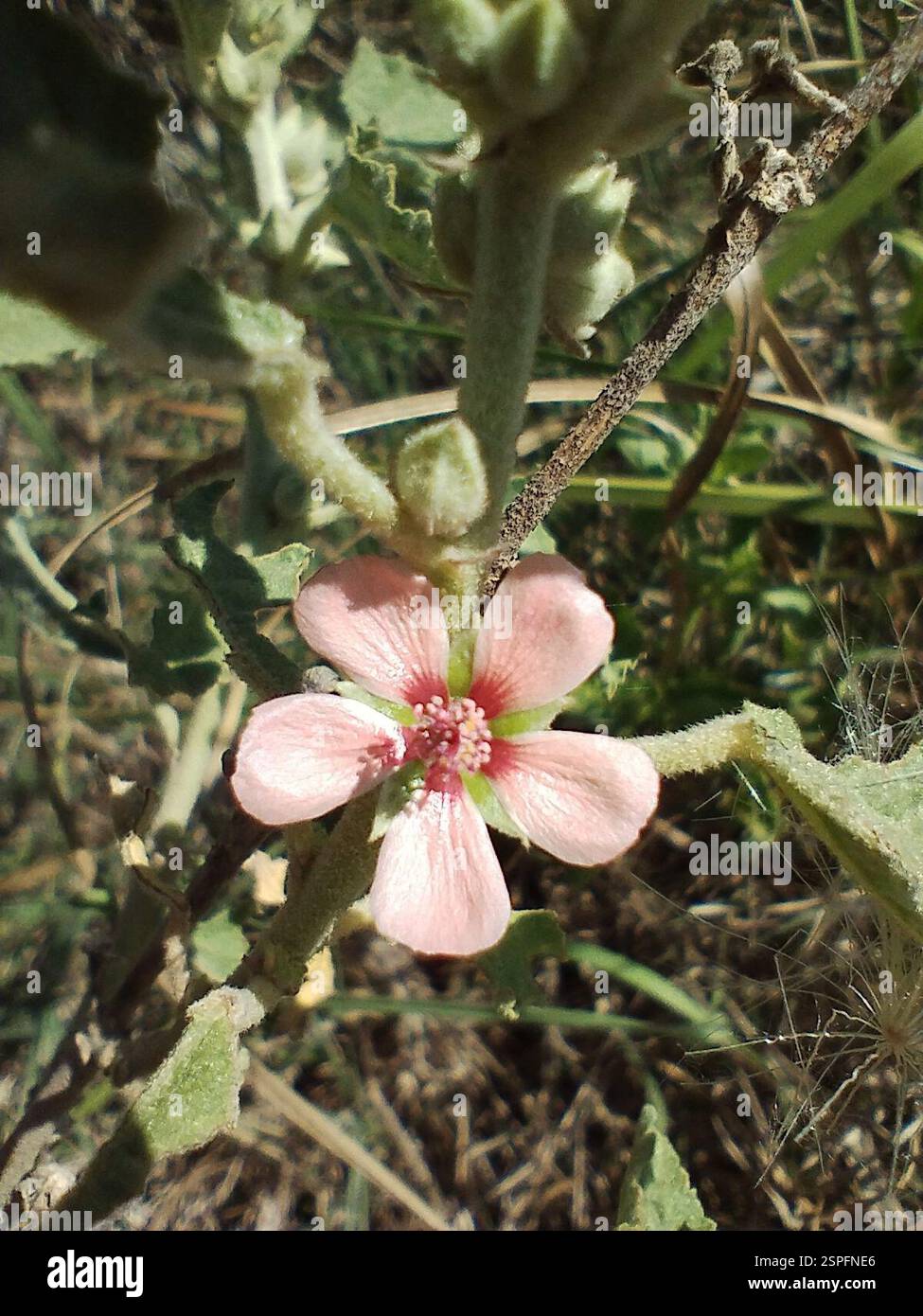 Latin globemallow (Sphaeralcea bonariensis), Plantae, Puerto Gaboto ...
