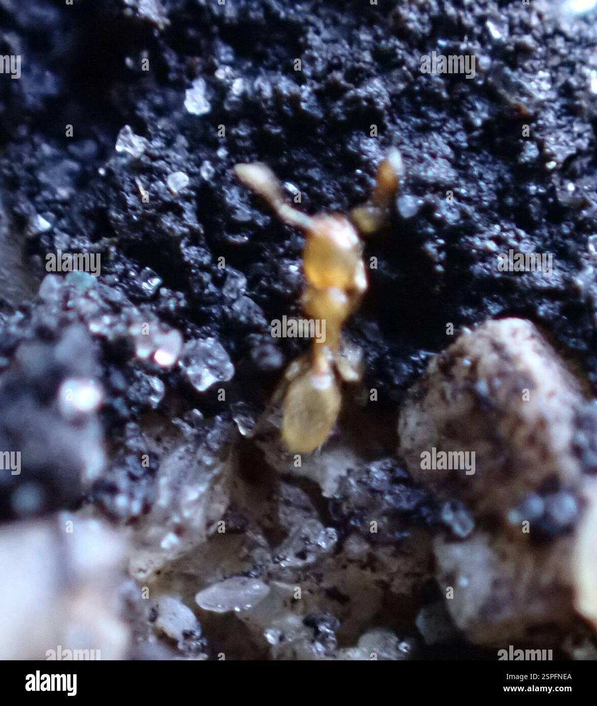 Solenopsis Fire Ants and Thief Ants (Solenopsis), Insecta, North ...