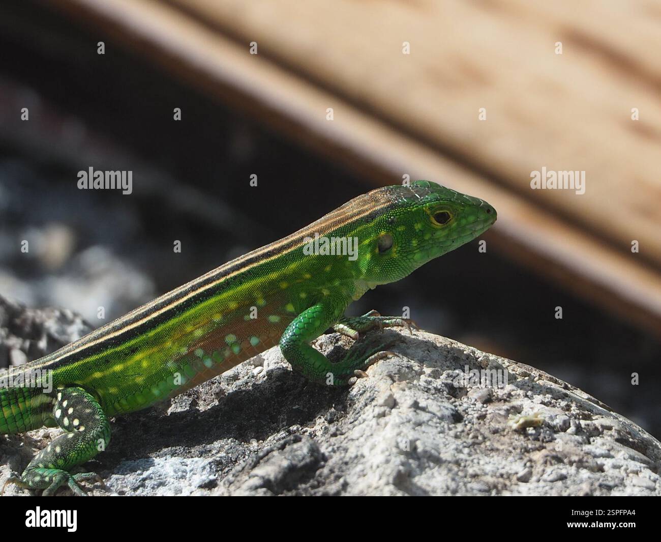 Rainbow Whiptail (Cnemidophorus lemniscatus), Reptilia, Noord ...