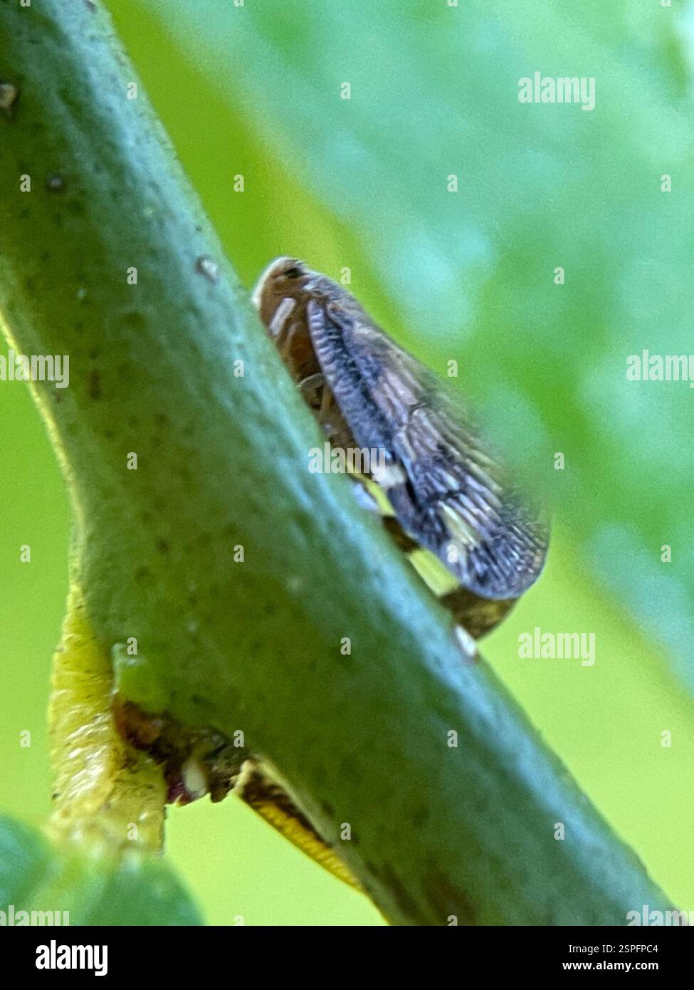 Passionvine hopper (Scolypopa australis), Insecta, Melbourne VIC ...
