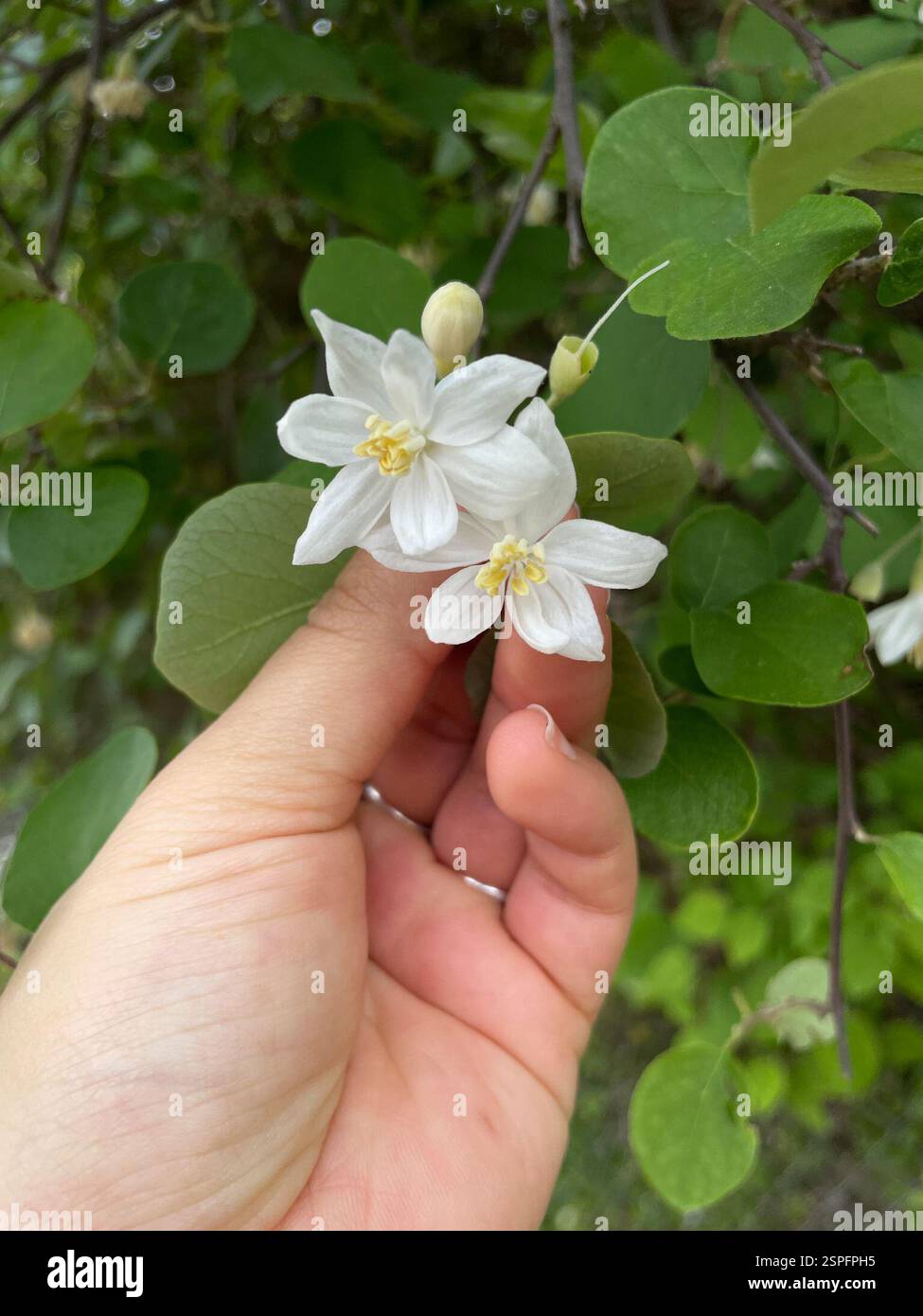 Snowdrop Bush (Styrax officinalis), Plantae, Candir Sk., Koycegiz ...
