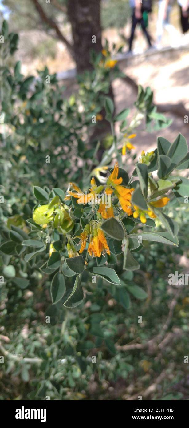 tree medick (Medicago arborea), Plantae, Attica, Attica, GR Stock Photo ...