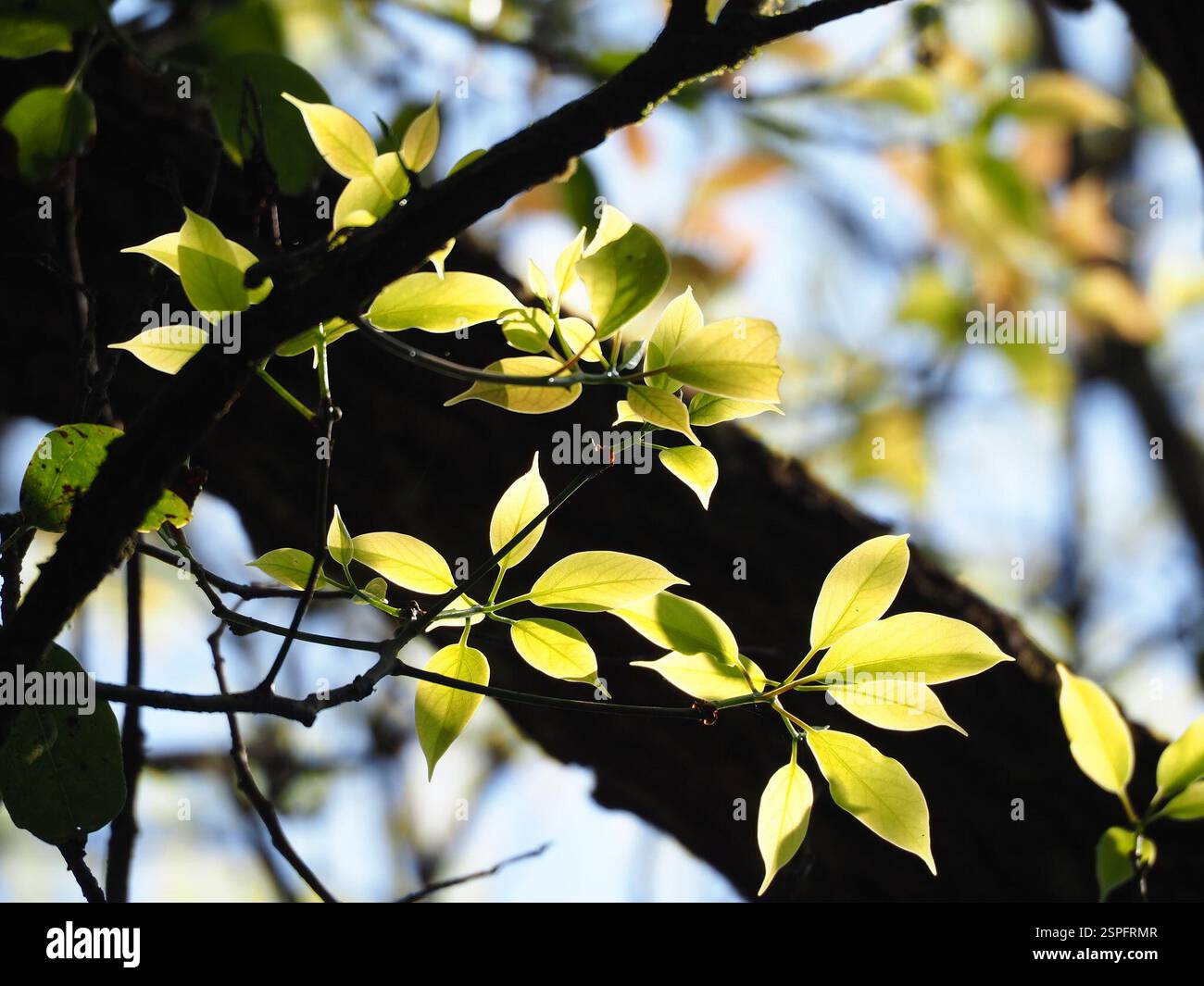stout camphour tree (Camphora kanahirae), Plantae, Taiwan Stock Photo ...