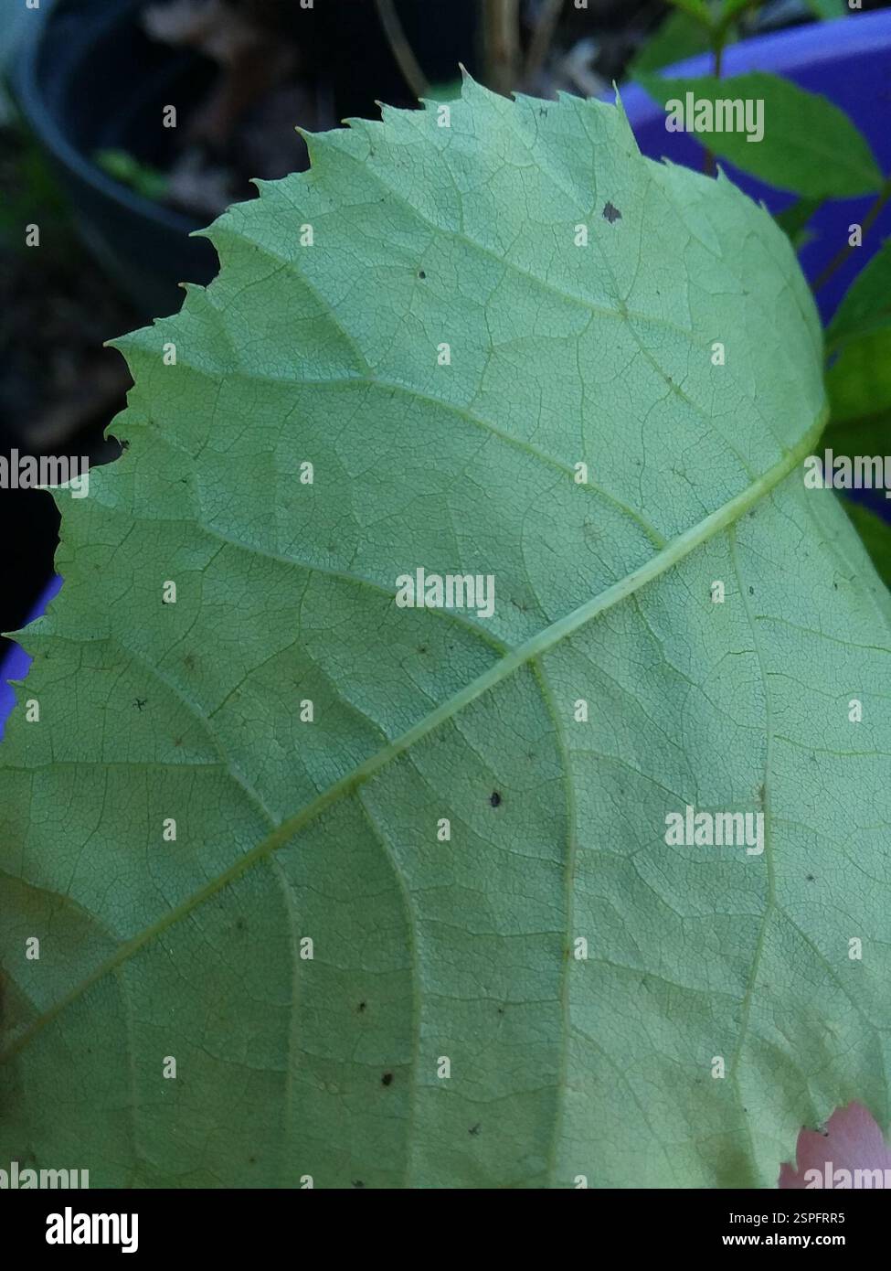 pignut hickory (Carya glabra), Plantae, Windsor Forest, Savannah, GA ...