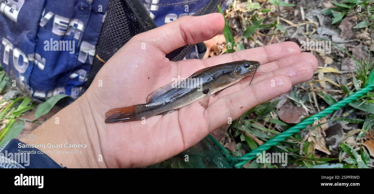 Pale Catfish (Rhamdia guatemalensis), Actinopterygii, Antón, Panamá ...