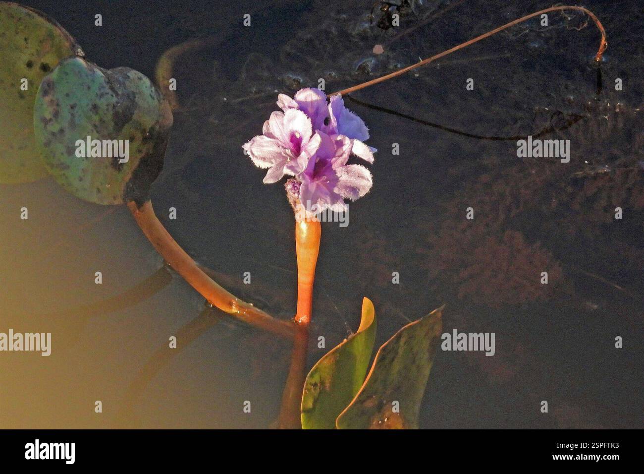 anchored water hyacinth (Pontederia azurea), Plantae, Santo Tomé ...