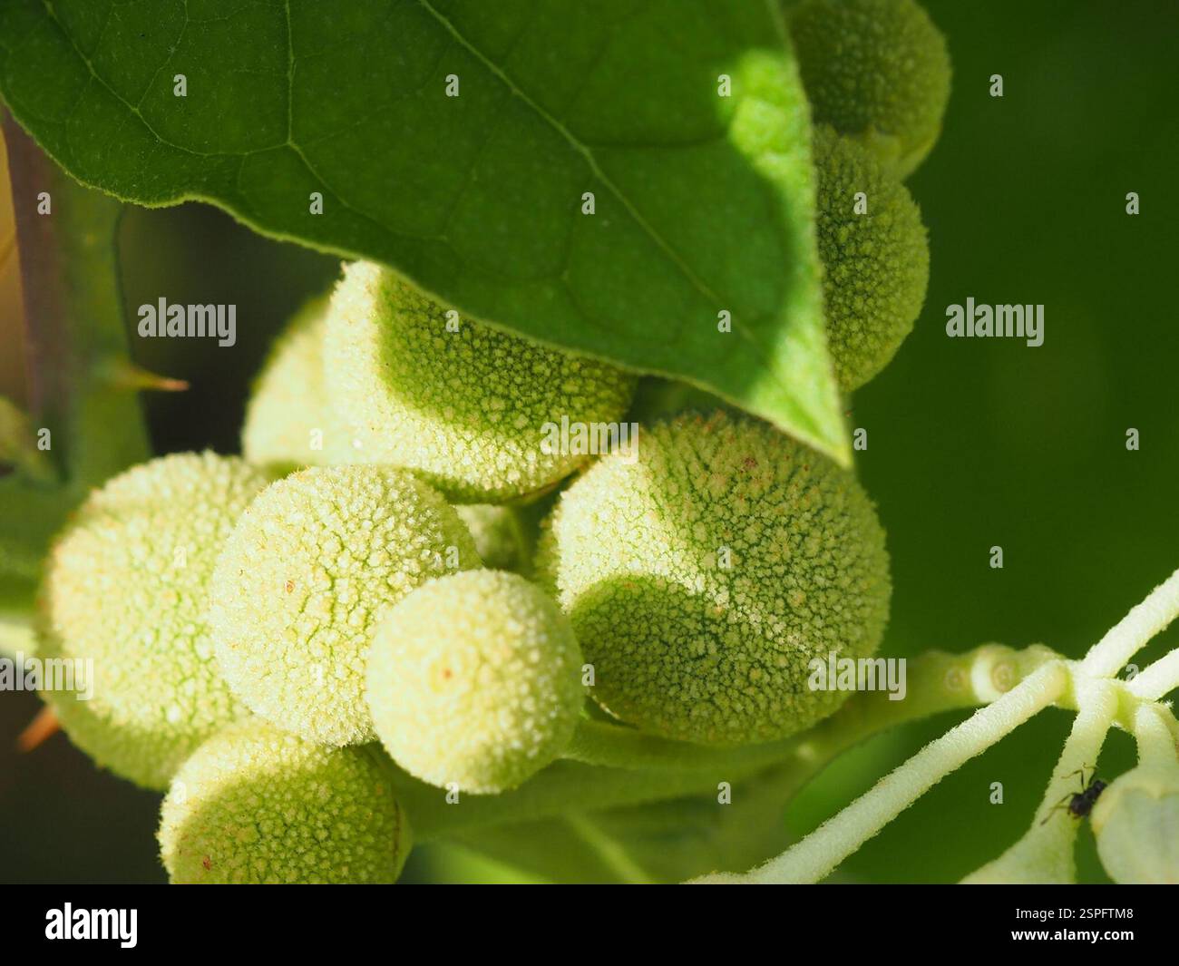 coconilla (Solanum stramoniifolium), Plantae, Blauwgrond, Paramaribo ...