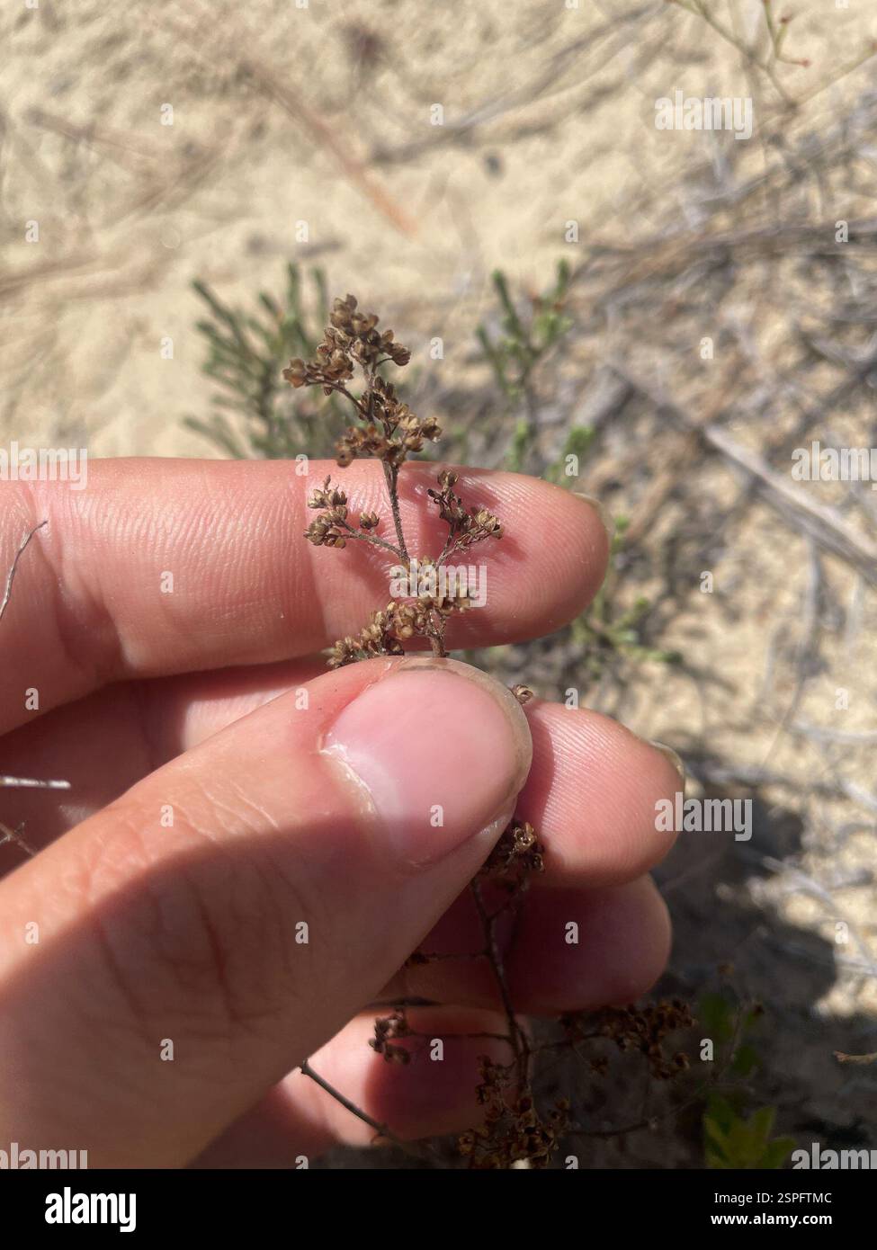 Virginia Beach Pinweed (Lechea maritima virginica), Plantae, United ...