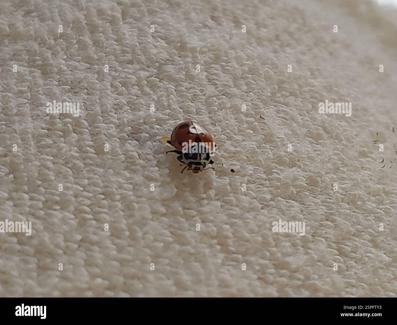Variegated Lady Beetle (Hippodamia variegata), Insecta, Edgemead, Cape ...