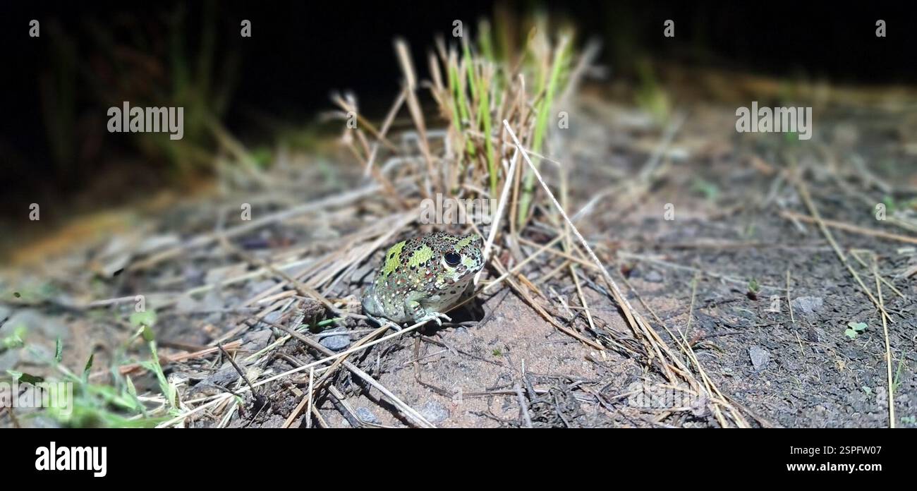 Crucifix Spadefoot Frog (Notaden bennettii), Amphibia, Yarrie Lake NSW ...