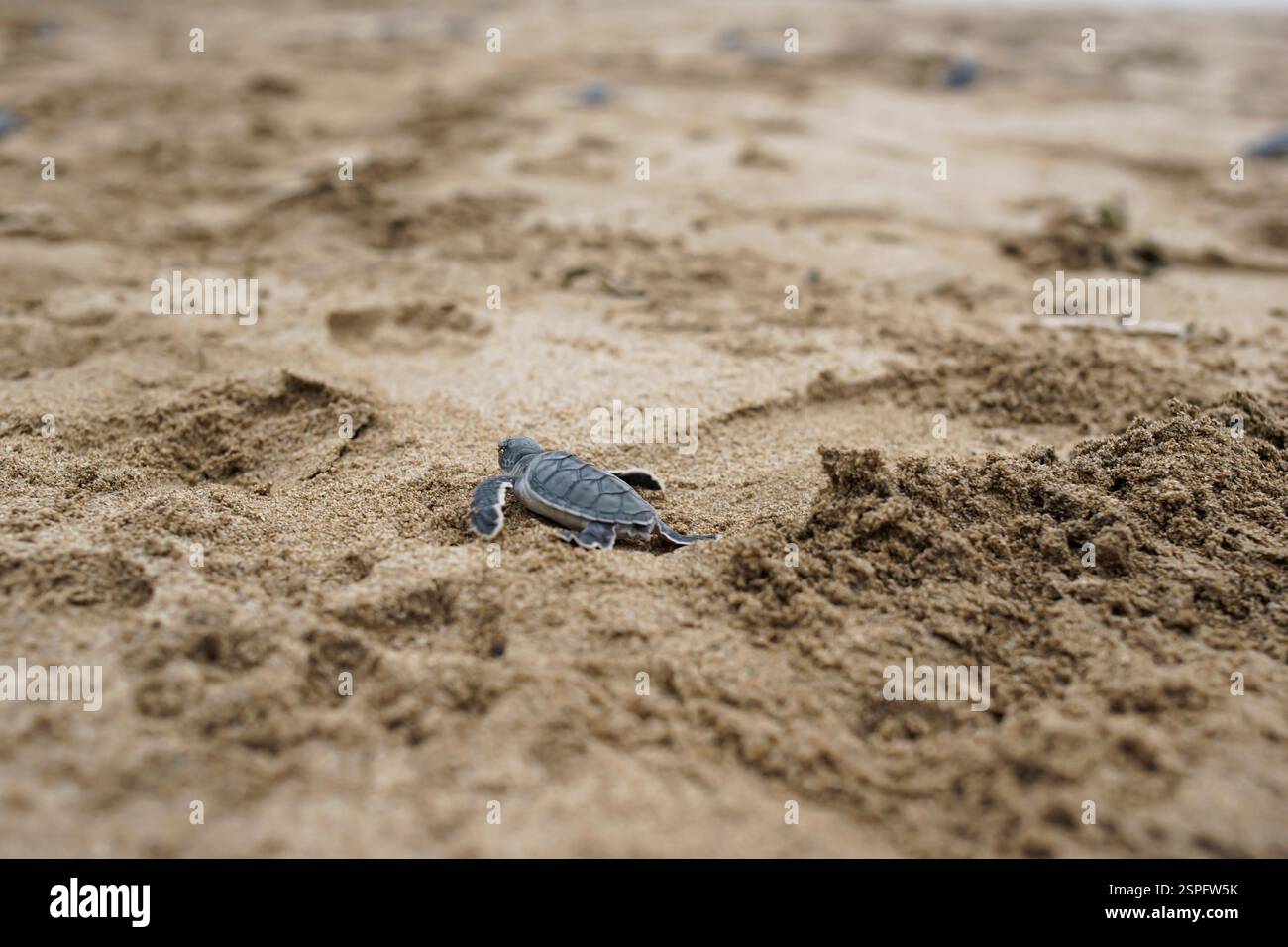 turtle cubs are released at the turtle conservation center Ujung ...