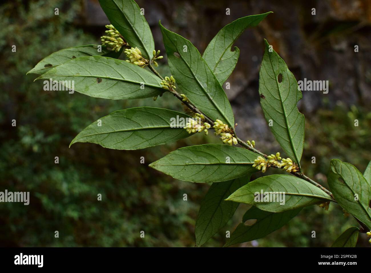 Japanese Maesa (Maesa japonica), Plantae, 中国贵州省黔南布依族苗族自治州龙里县 Stock ...