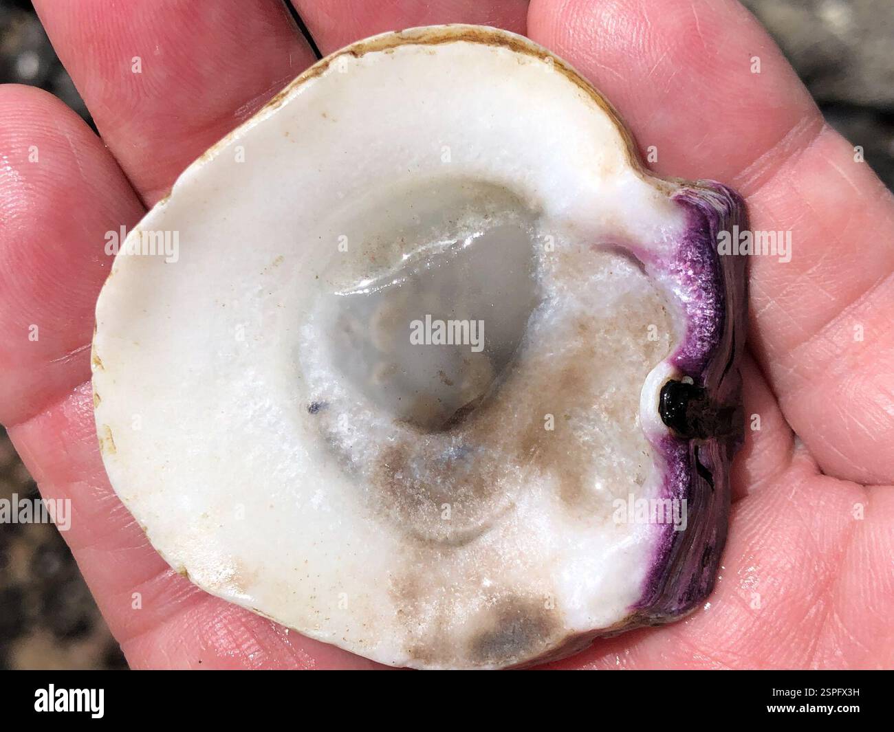 Giant Rock Scallop (Crassadoma gigantea), Mollusca, San Mateo, Golden ...