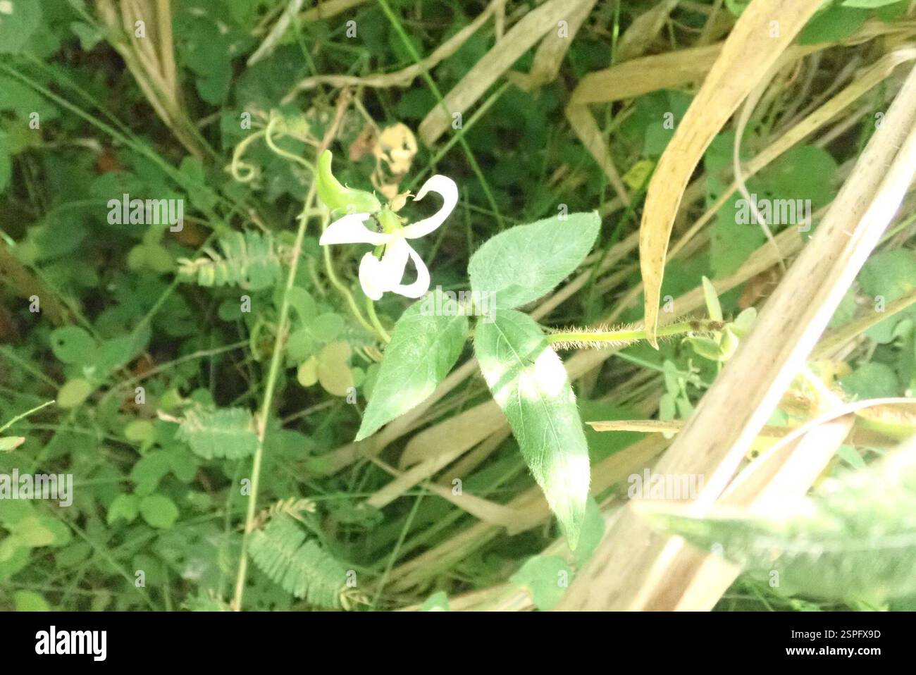 plants (Plantae), Plantae, Noord, Paramaribo, Suriname Stock Photo - Alamy