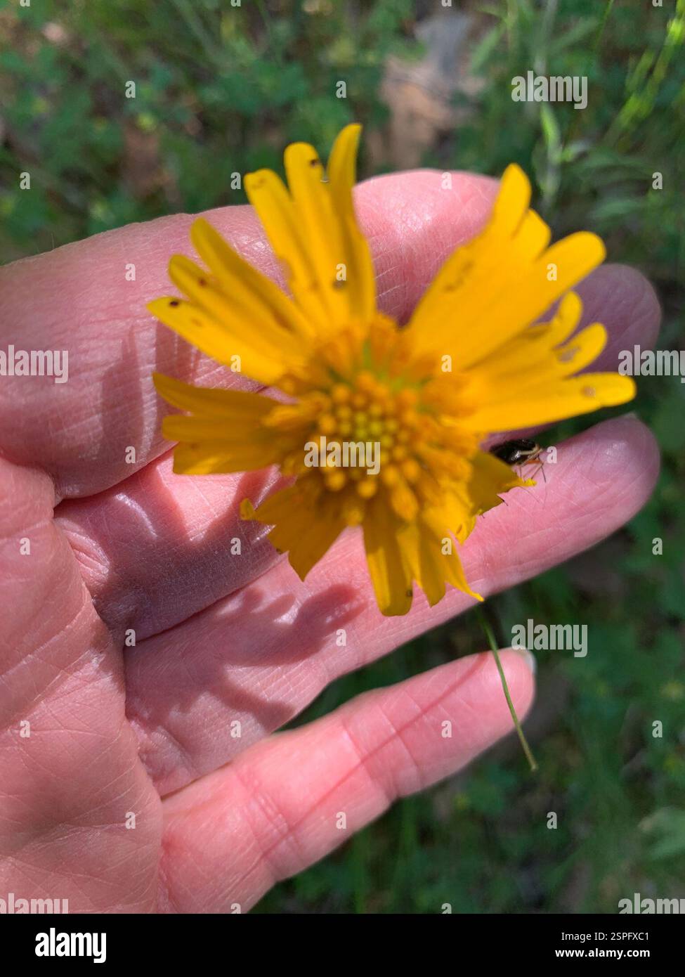 Huisache Daisy (Amblyolepis setigera), Plantae, Wildwood Dr, Flower ...