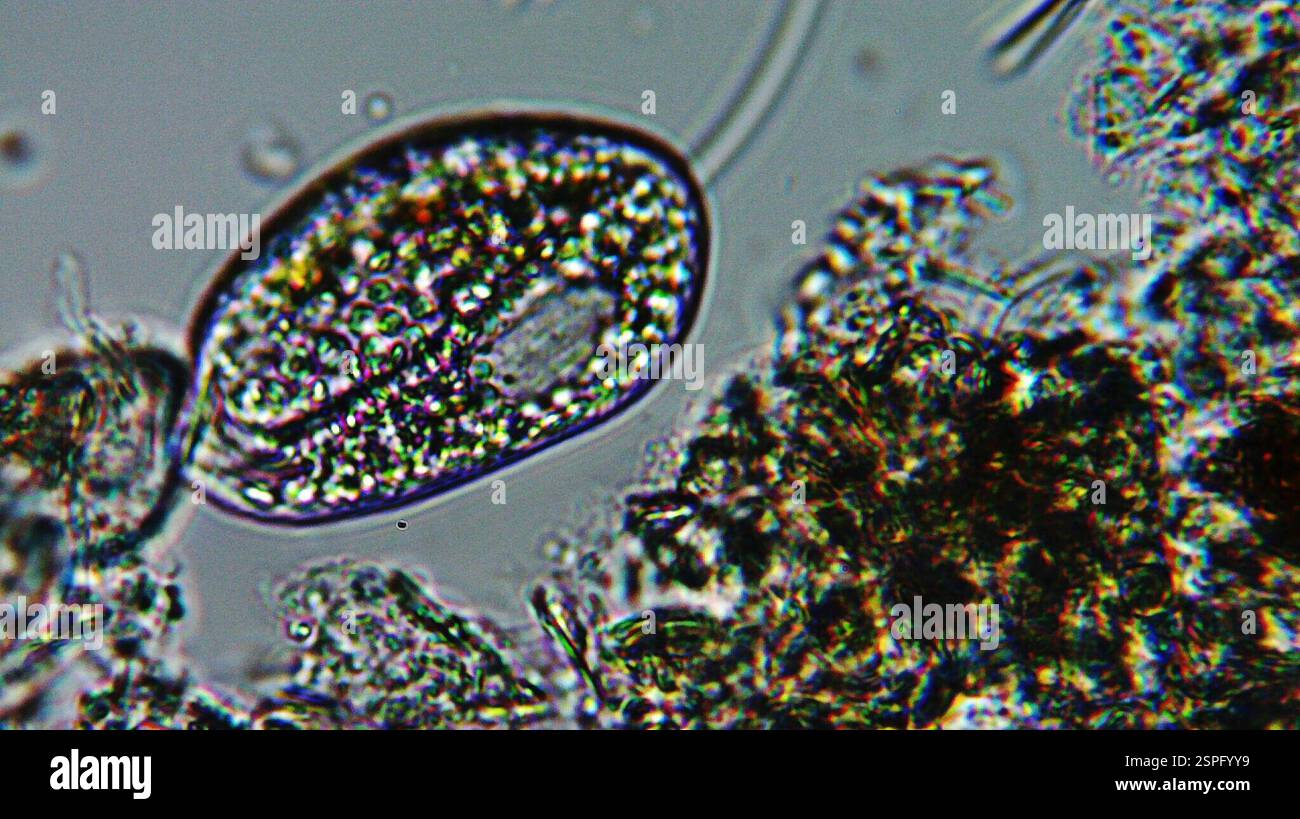 (Anisonema acinus), Protozoa, South Kingstown, RI, USA, Magnification ...